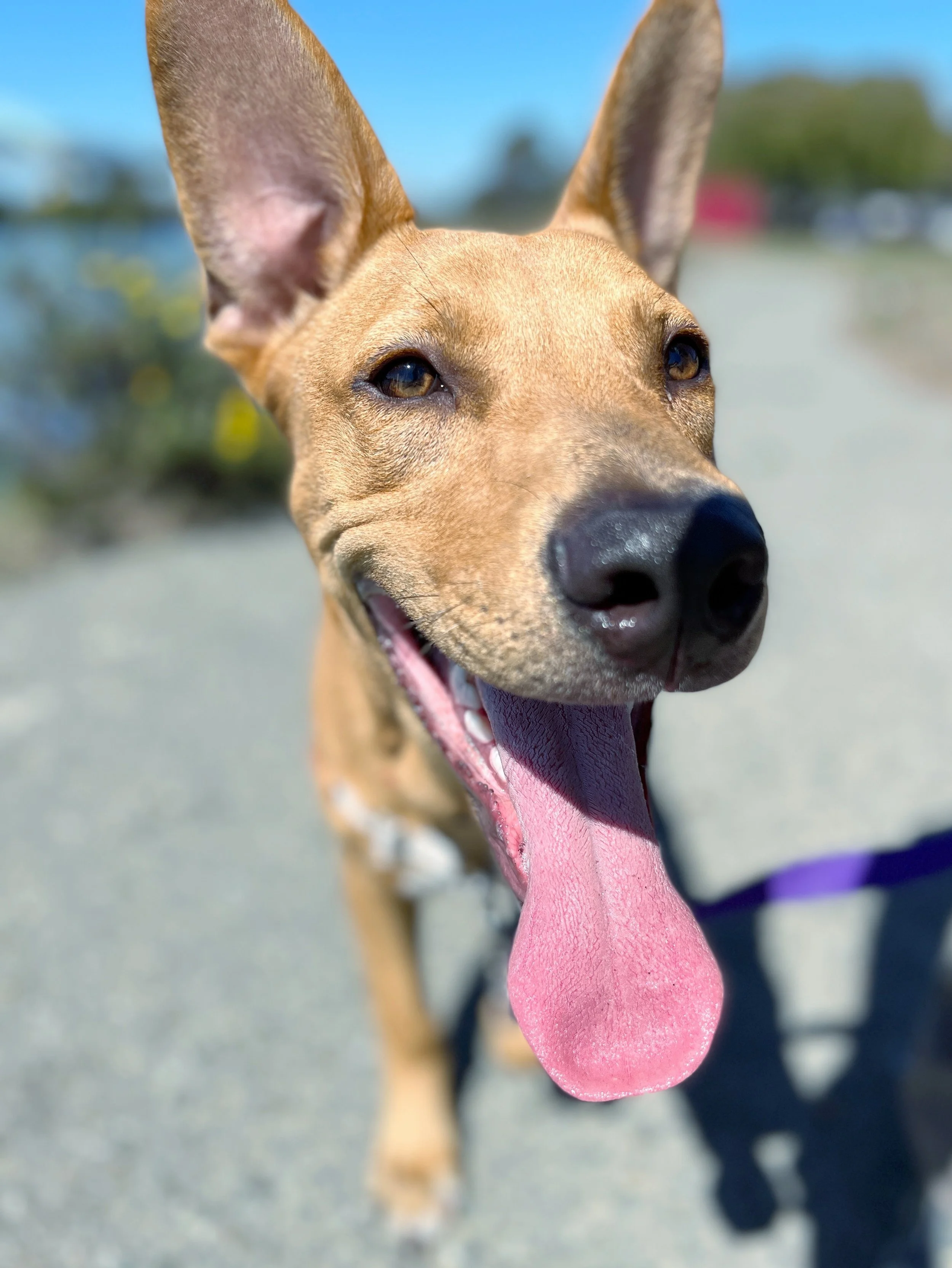 Adoptable Dogs — Friends of Berkeley Animal Care Services (FoBACS)