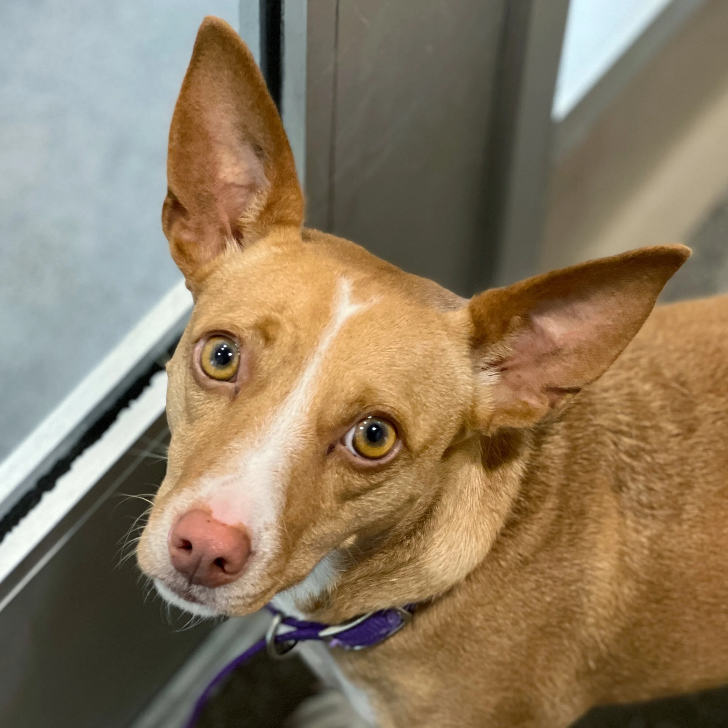 Adoptable Dogs — Friends of Berkeley Animal Care Services (FoBACS)