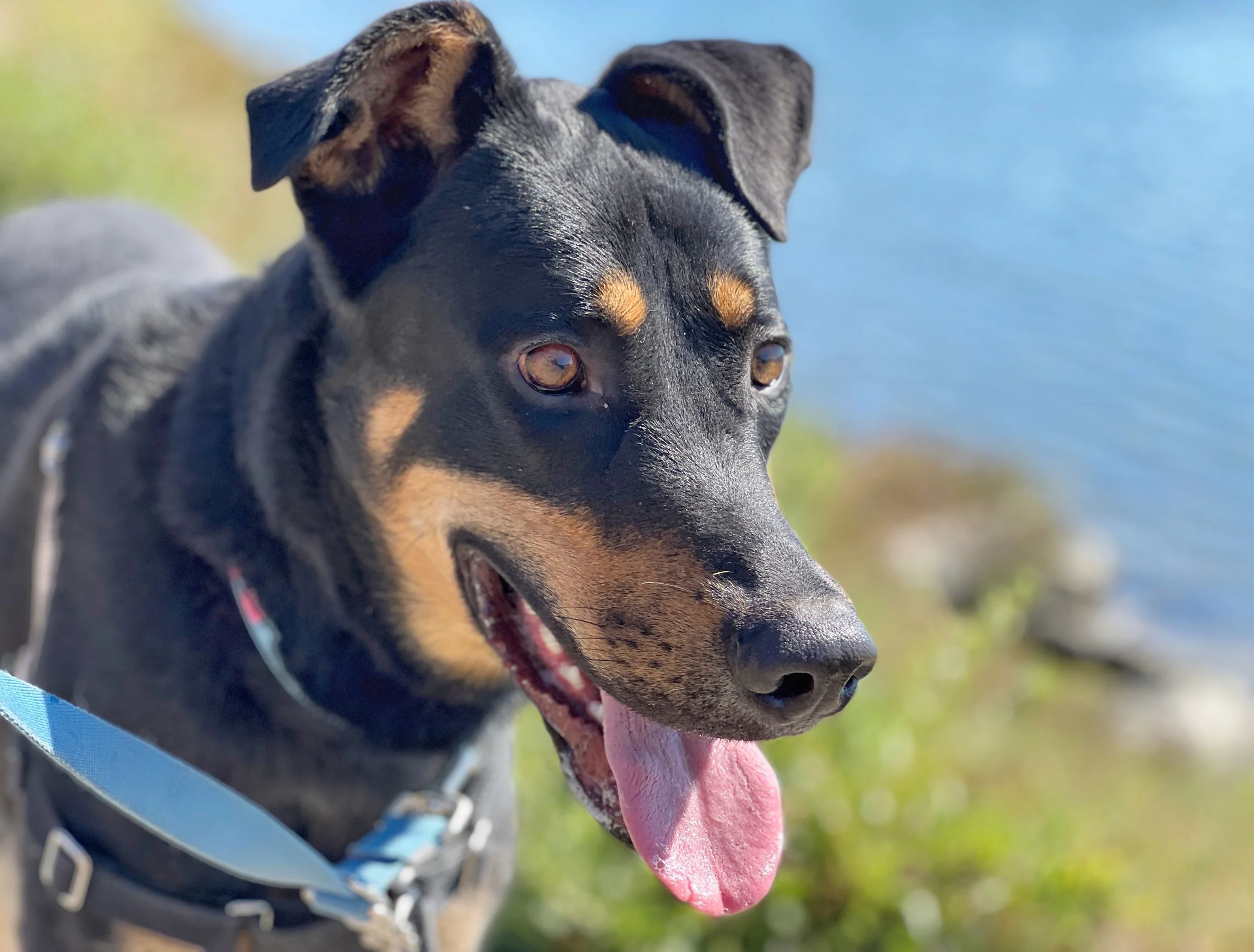 Adoptable Dogs — Friends of Berkeley Animal Care Services (FoBACS)