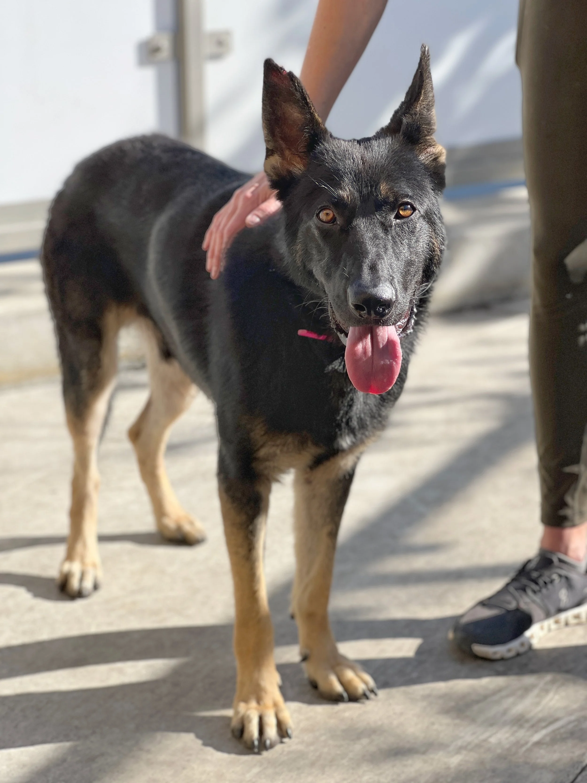 Adoptable Dogs — Friends of Berkeley Animal Care Services (FoBACS)