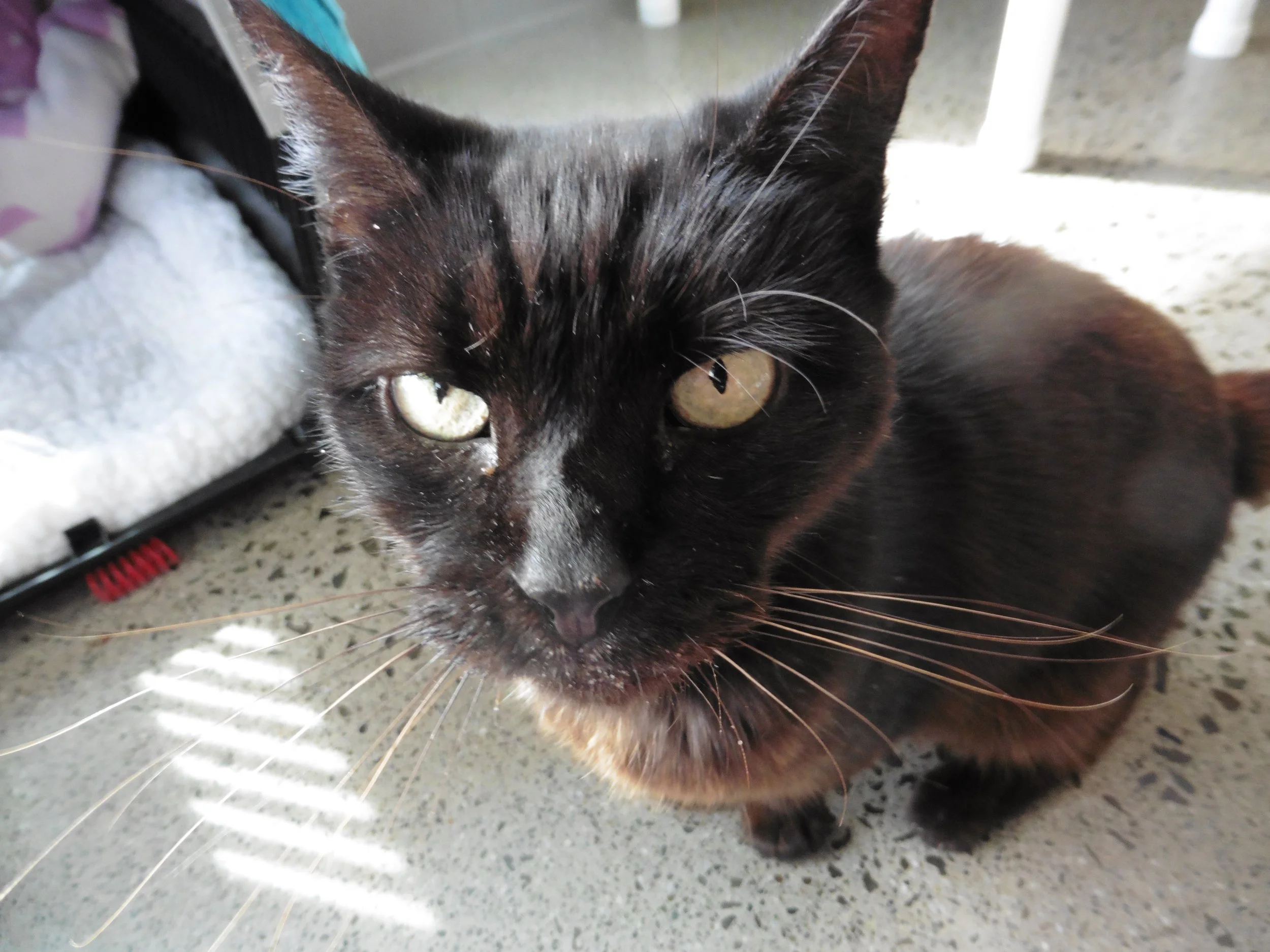 Adoptable Cats — Friends of Berkeley Animal Care Services (FoBACS)