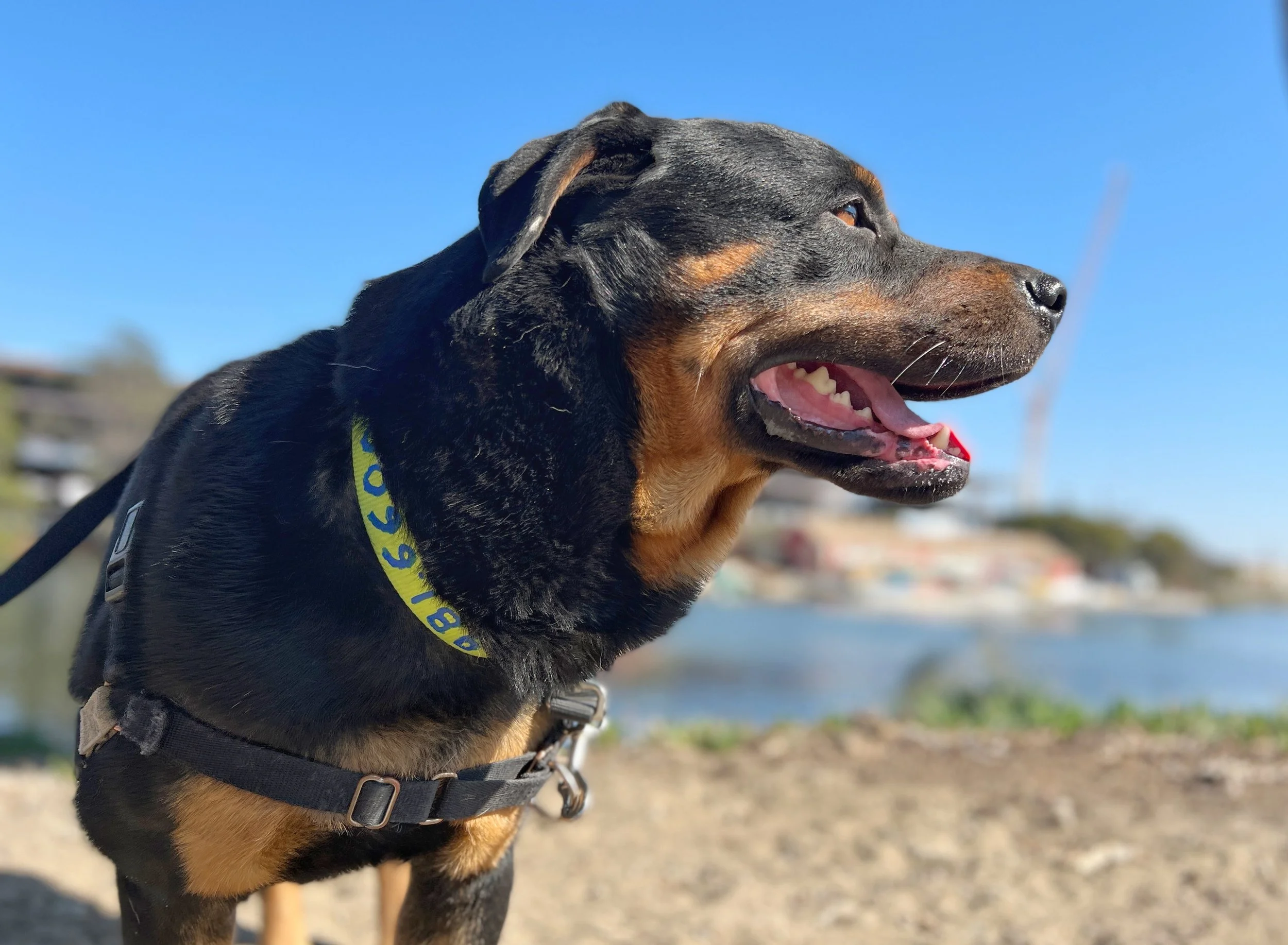 Adoptable Dogs — Friends of Berkeley Animal Care Services (FoBACS)