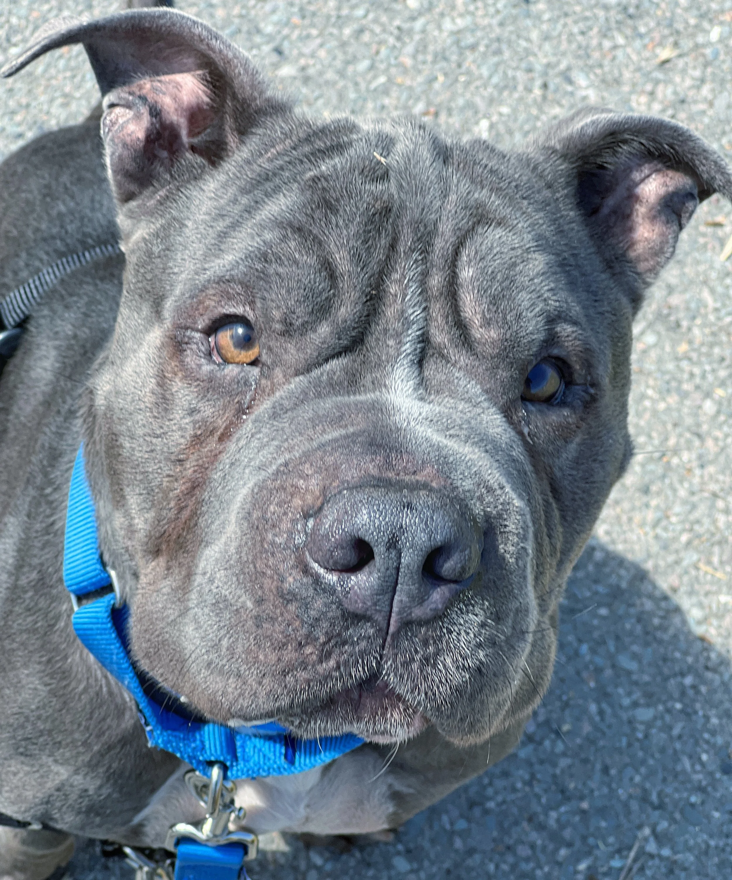 Adoptable Dogs — Friends of Berkeley Animal Care Services (FoBACS)