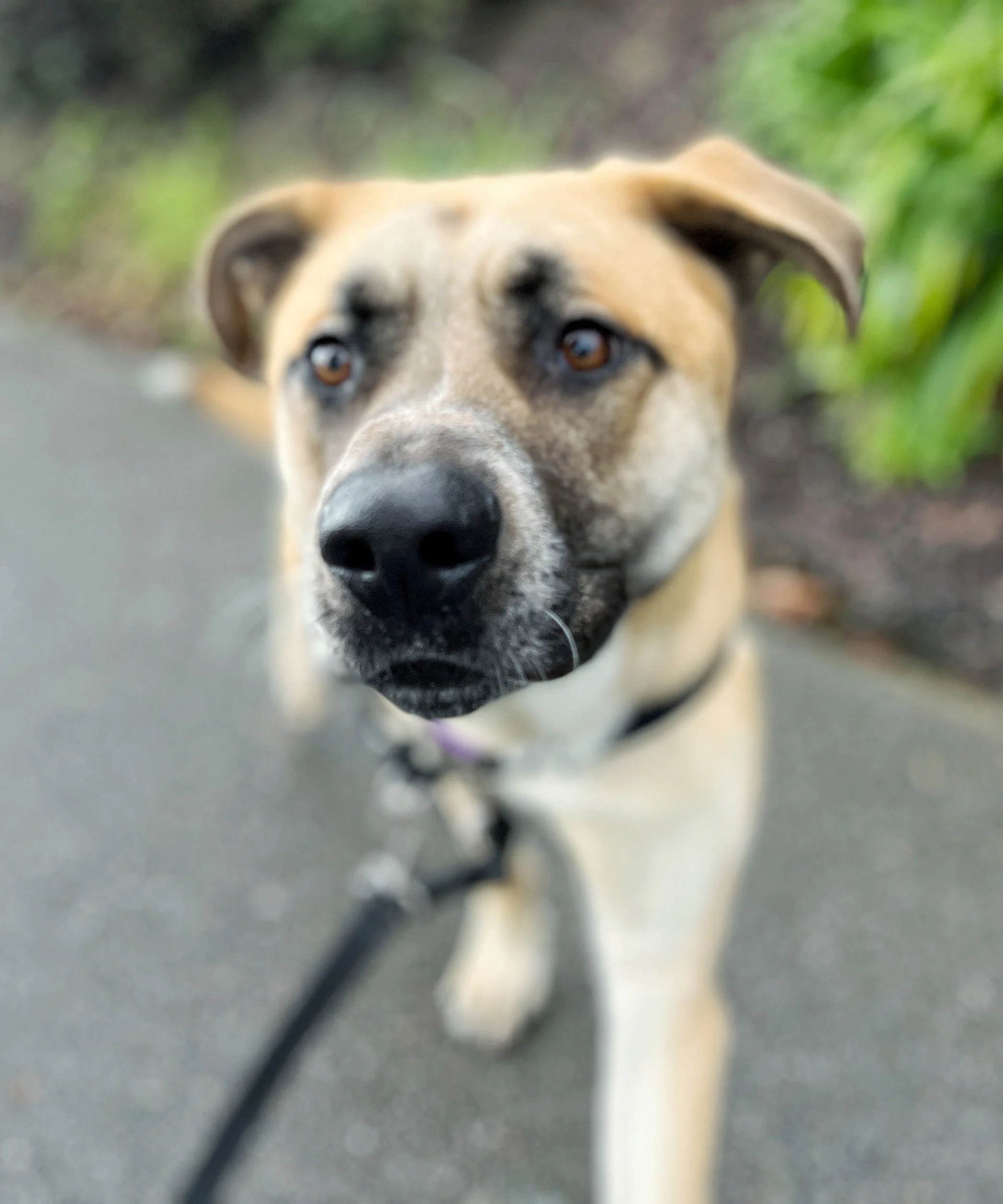 Adoptable Dogs — Friends of Berkeley Animal Care Services (FoBACS)