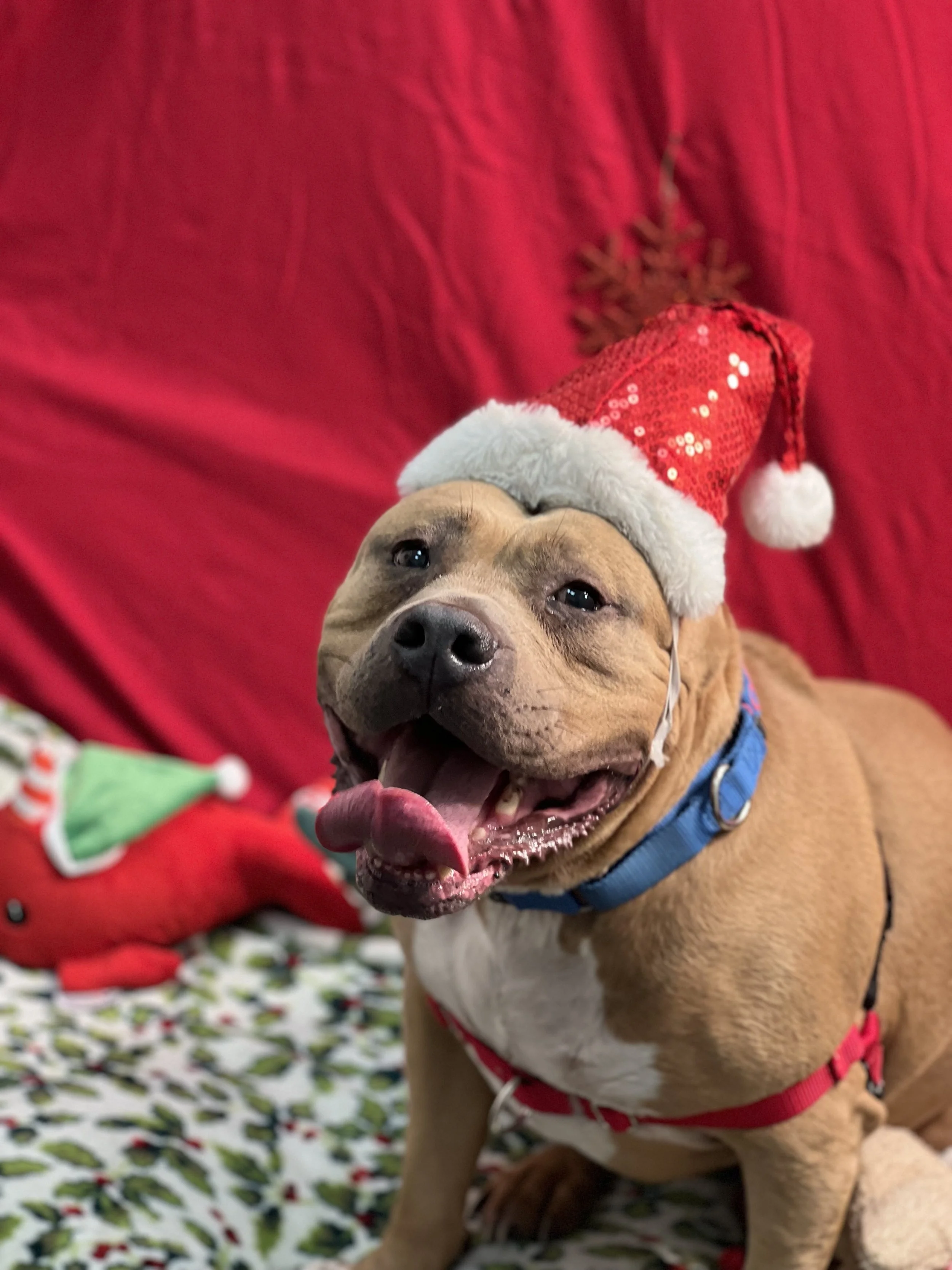 Adoptable Dogs — Friends of Berkeley Animal Care Services (FoBACS)