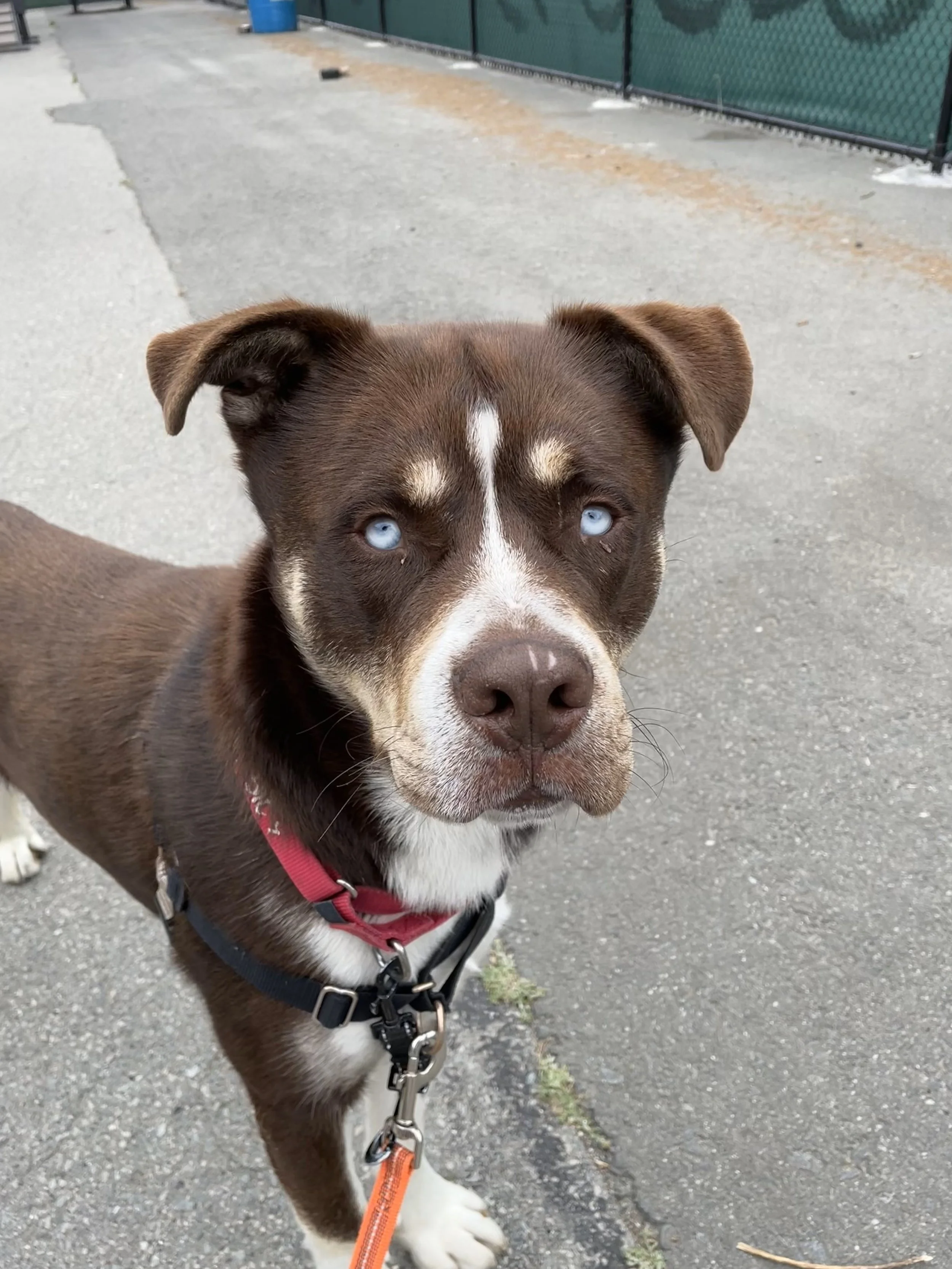 Adoptable Dogs — Friends of Berkeley Animal Care Services (FoBACS)