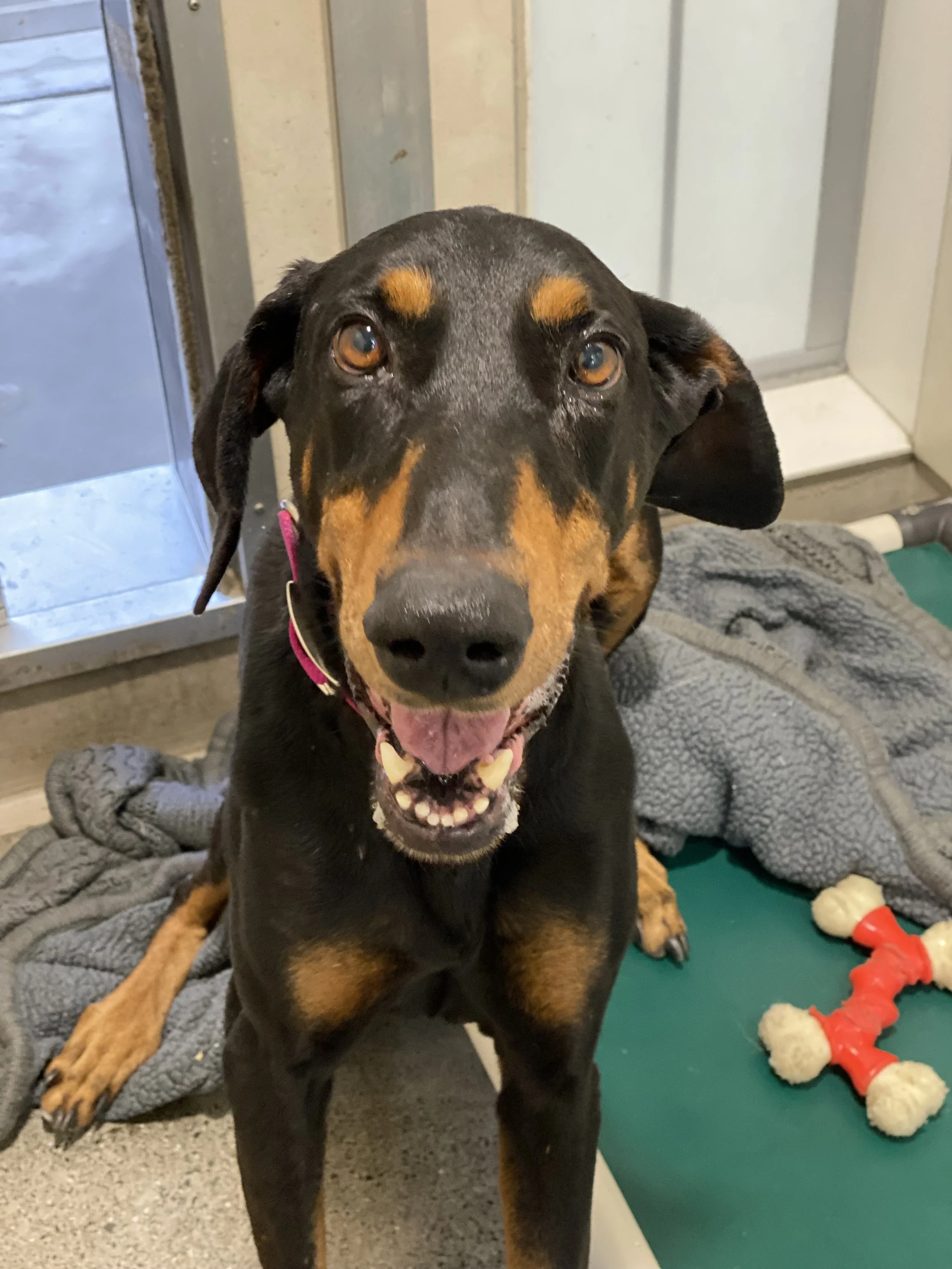 Adoptable Dogs — Friends of Berkeley Animal Care Services (FoBACS)