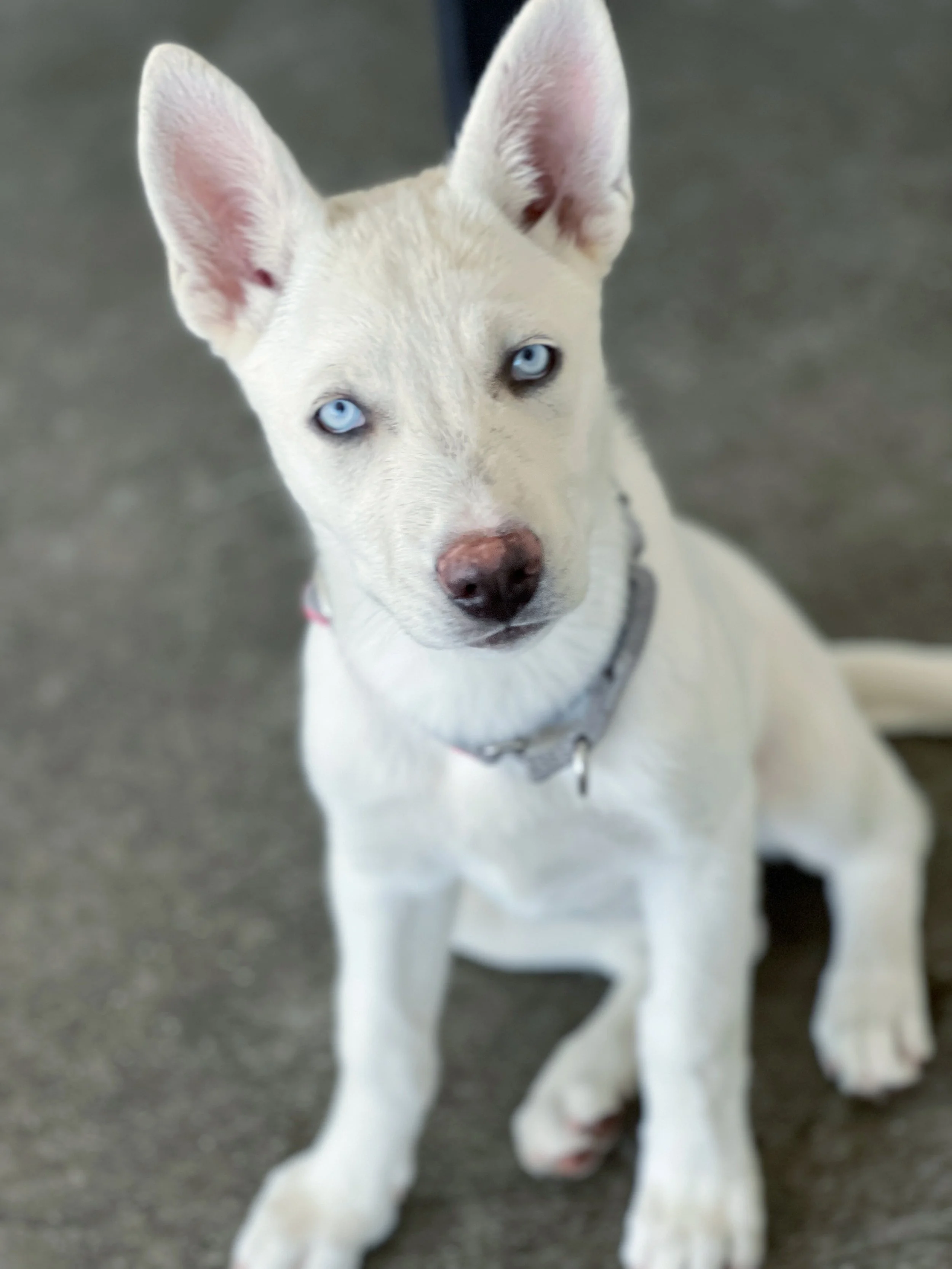 Adoptable Dogs — Friends of Berkeley Animal Care Services (FoBACS)