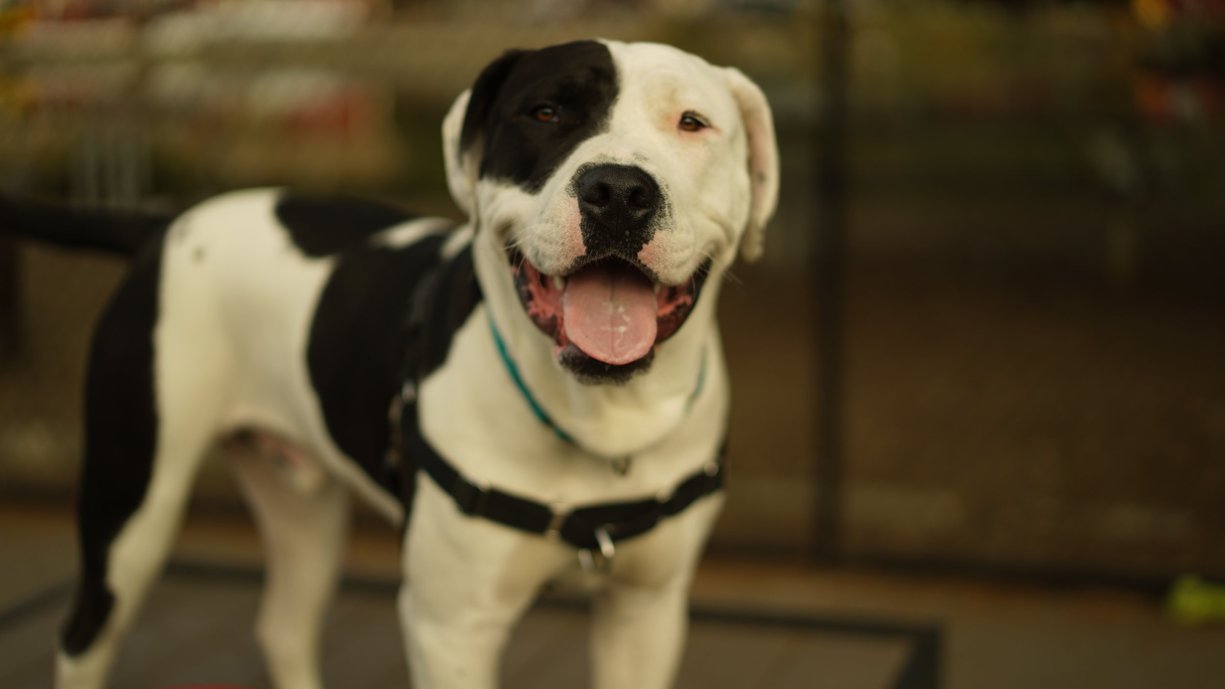 Adoptable Dogs — Friends of Berkeley Animal Care Services (FoBACS)