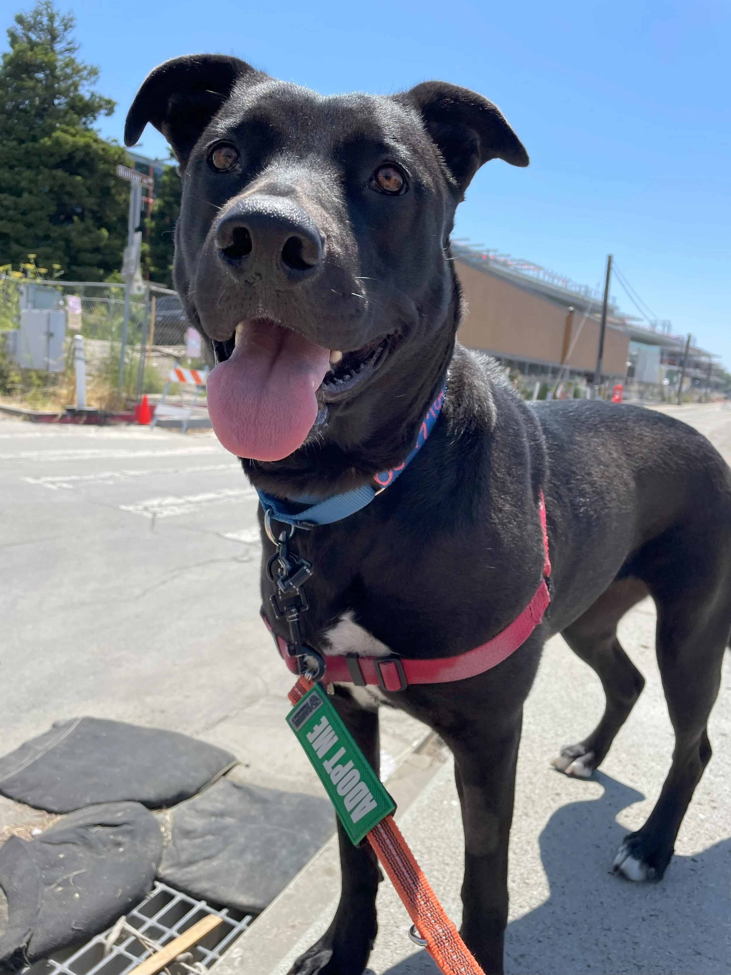 Adoptable Dogs — Friends of Berkeley Animal Care Services (FoBACS)