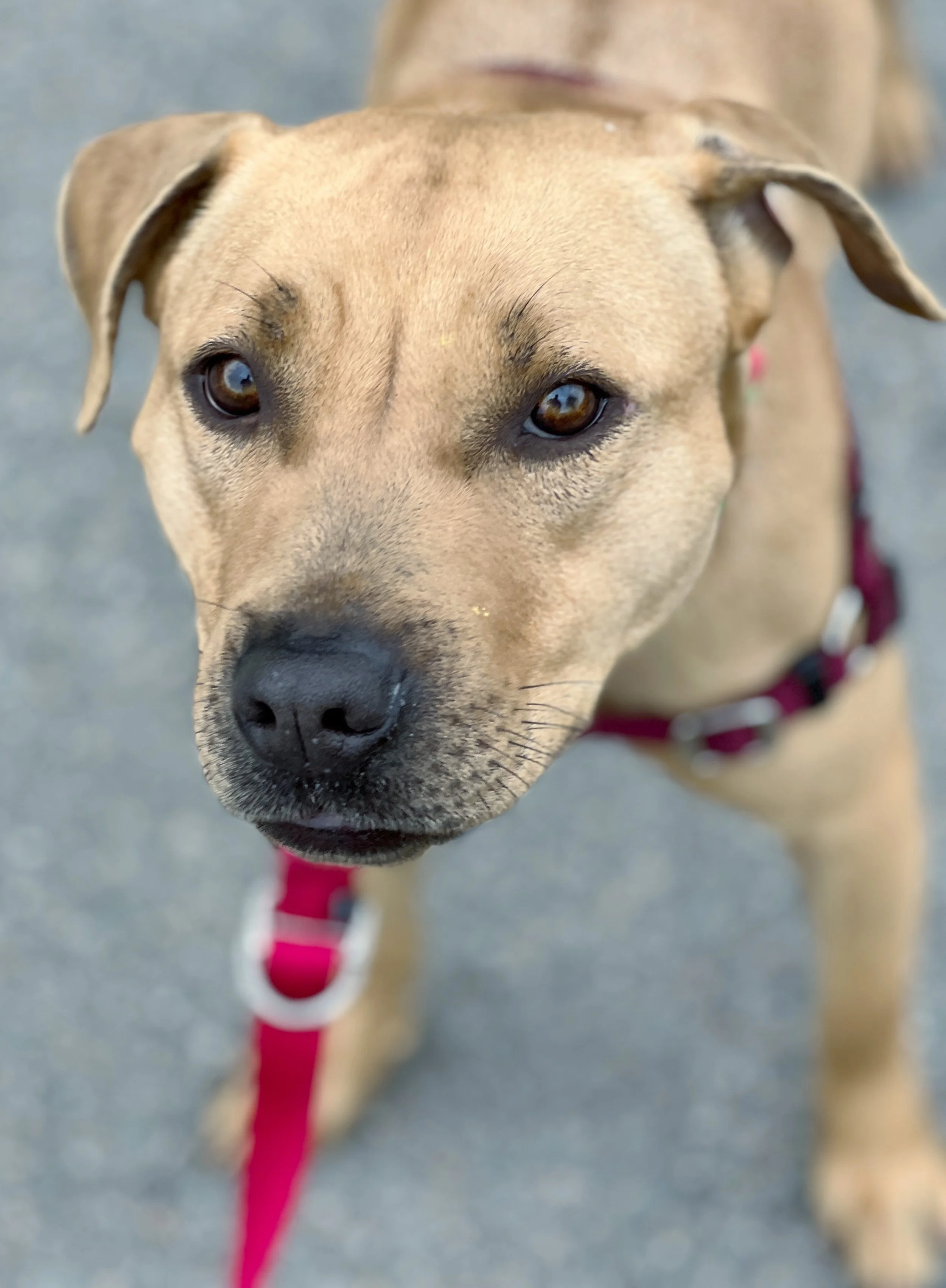 Adoptable Dogs — Friends of Berkeley Animal Care Services (FoBACS)