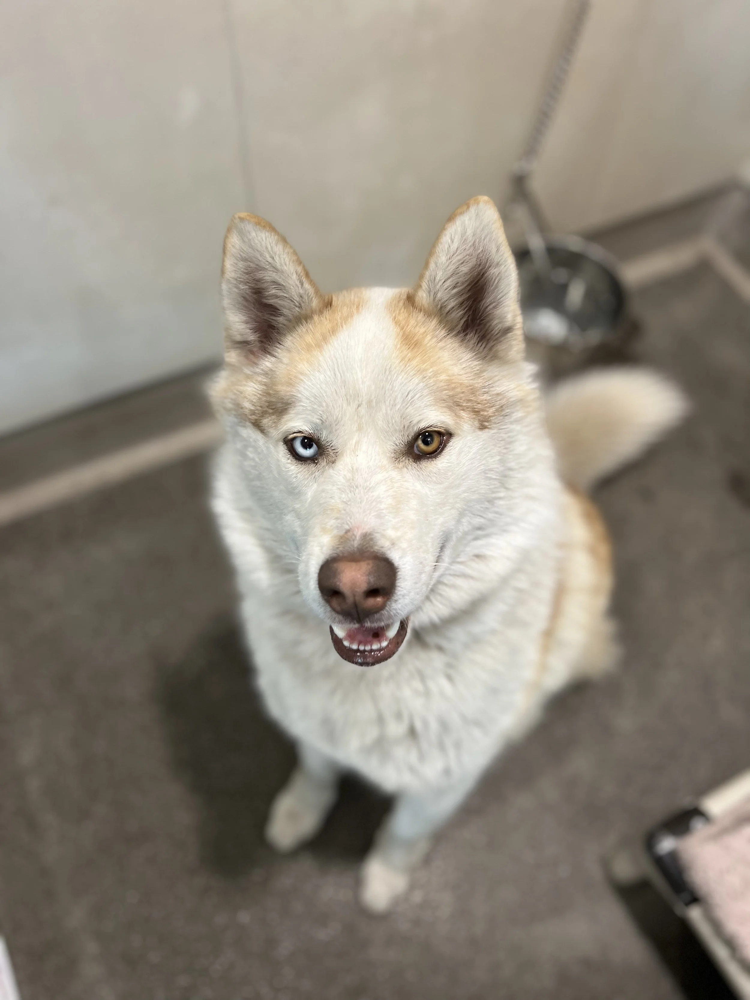 Adoptable Dogs — Friends of Berkeley Animal Care Services (FoBACS)