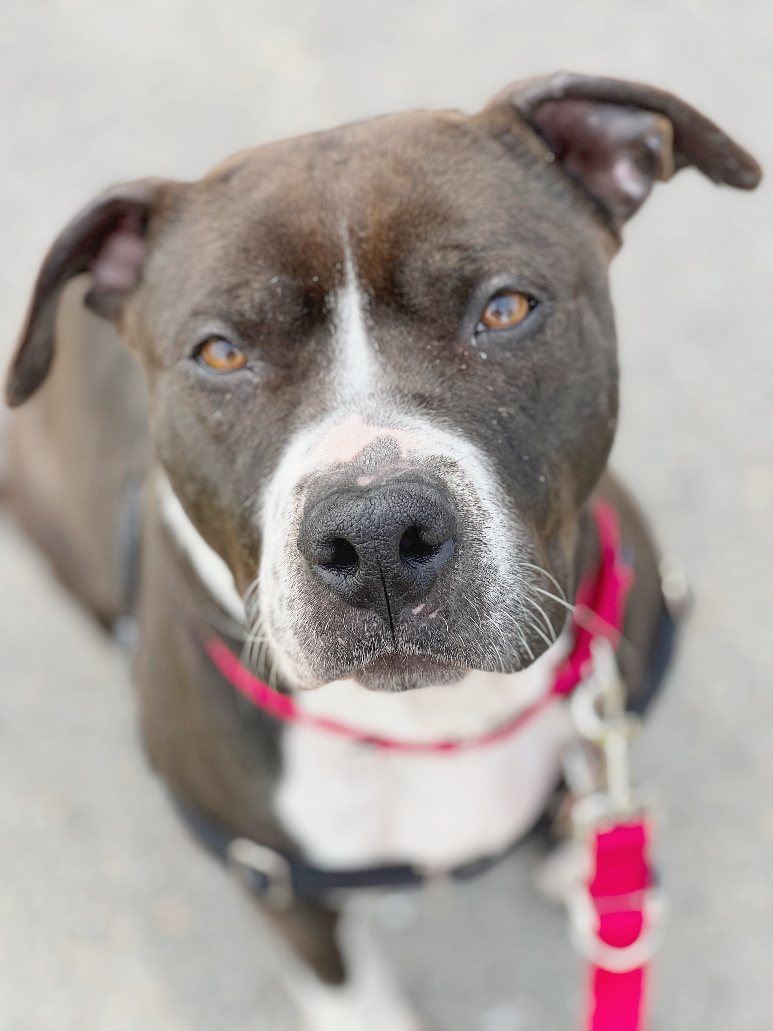 Adoptable Dogs — Friends of Berkeley Animal Care Services (FoBACS)