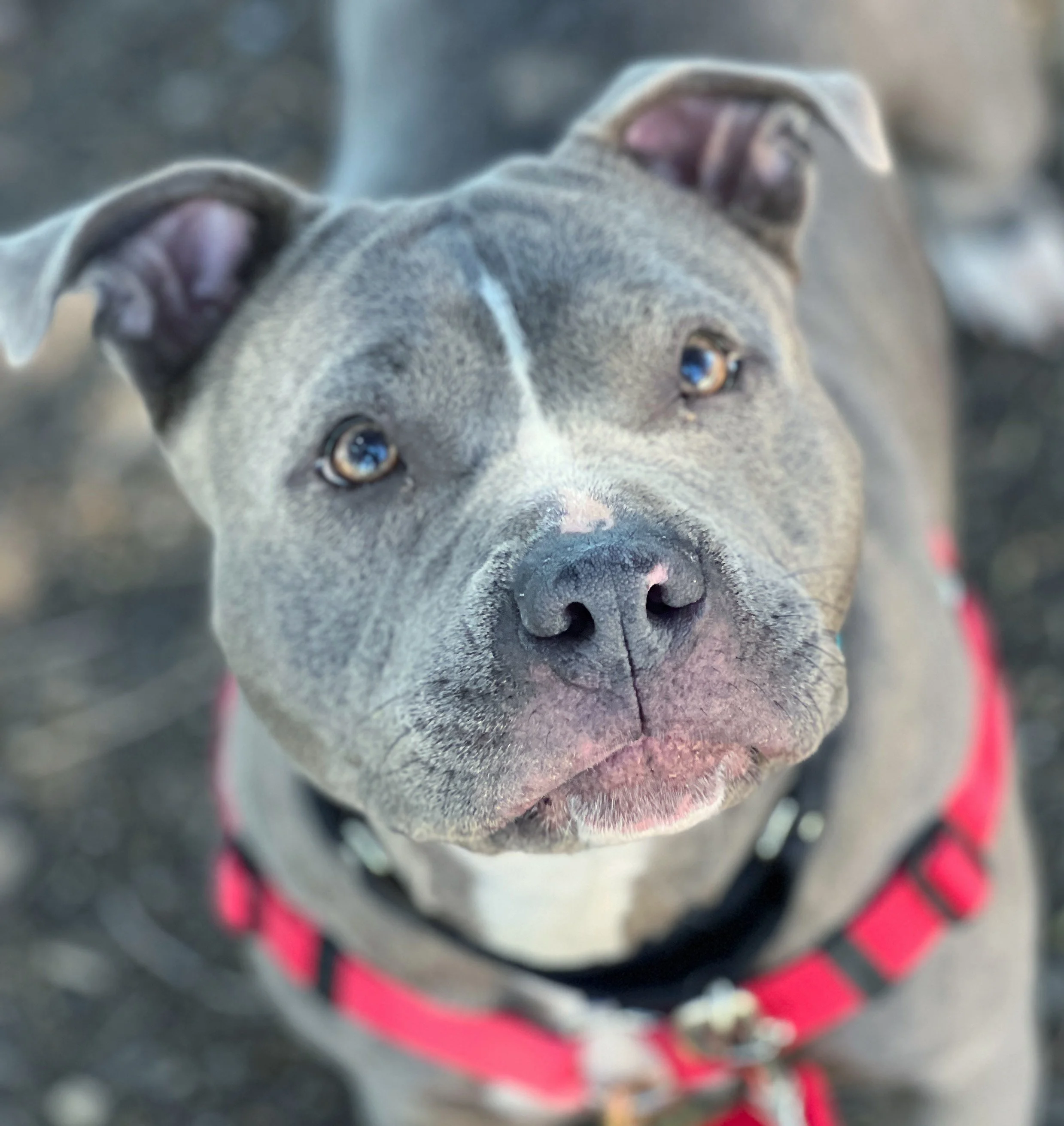 Adoptable Dogs — Friends of Berkeley Animal Care Services (FoBACS)