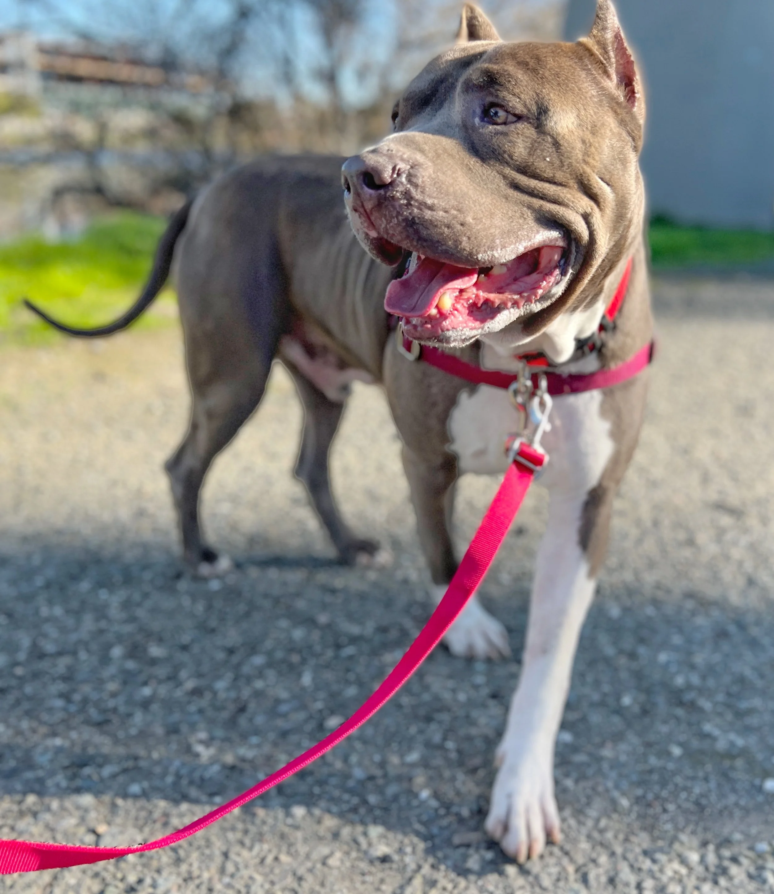 Adoptable Dogs — Friends of Berkeley Animal Care Services (FoBACS)