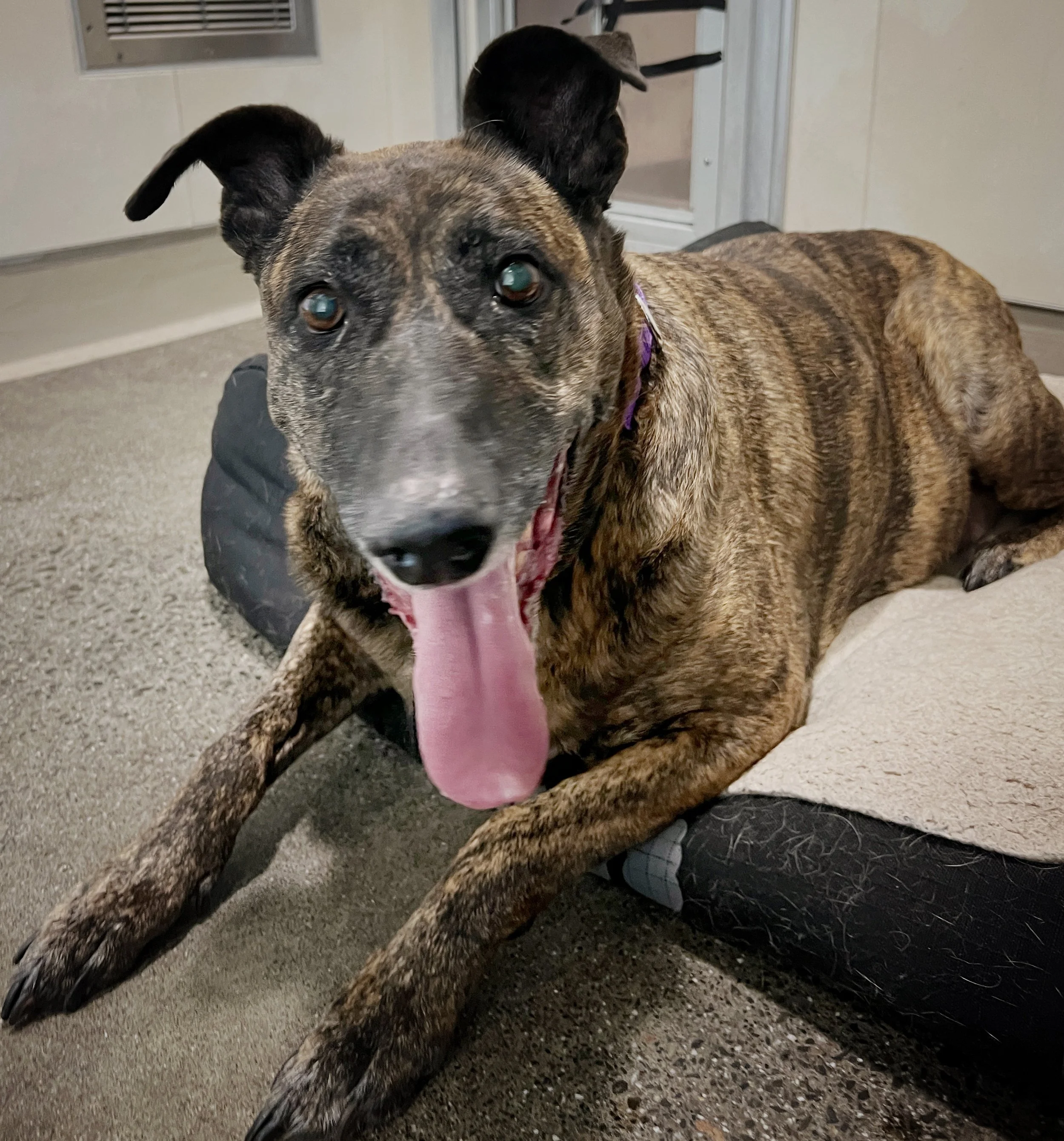 Adoptable Dogs — Friends of Berkeley Animal Care Services (FoBACS)