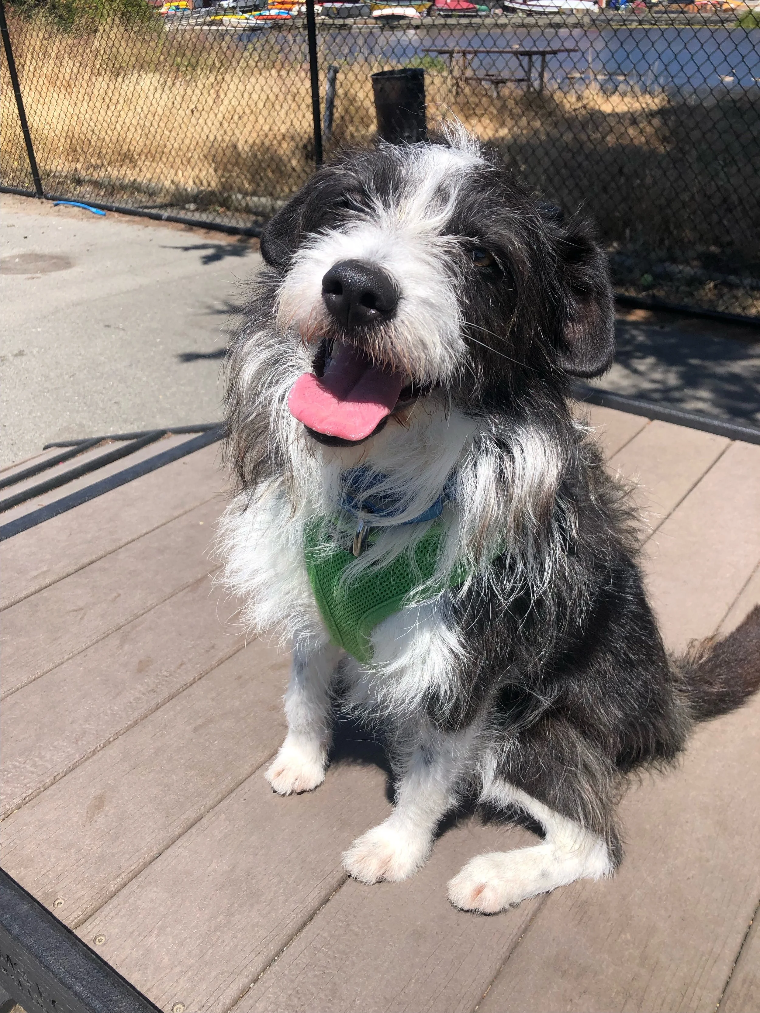 Adoptable Dogs — Friends of Berkeley Animal Care Services (FoBACS)