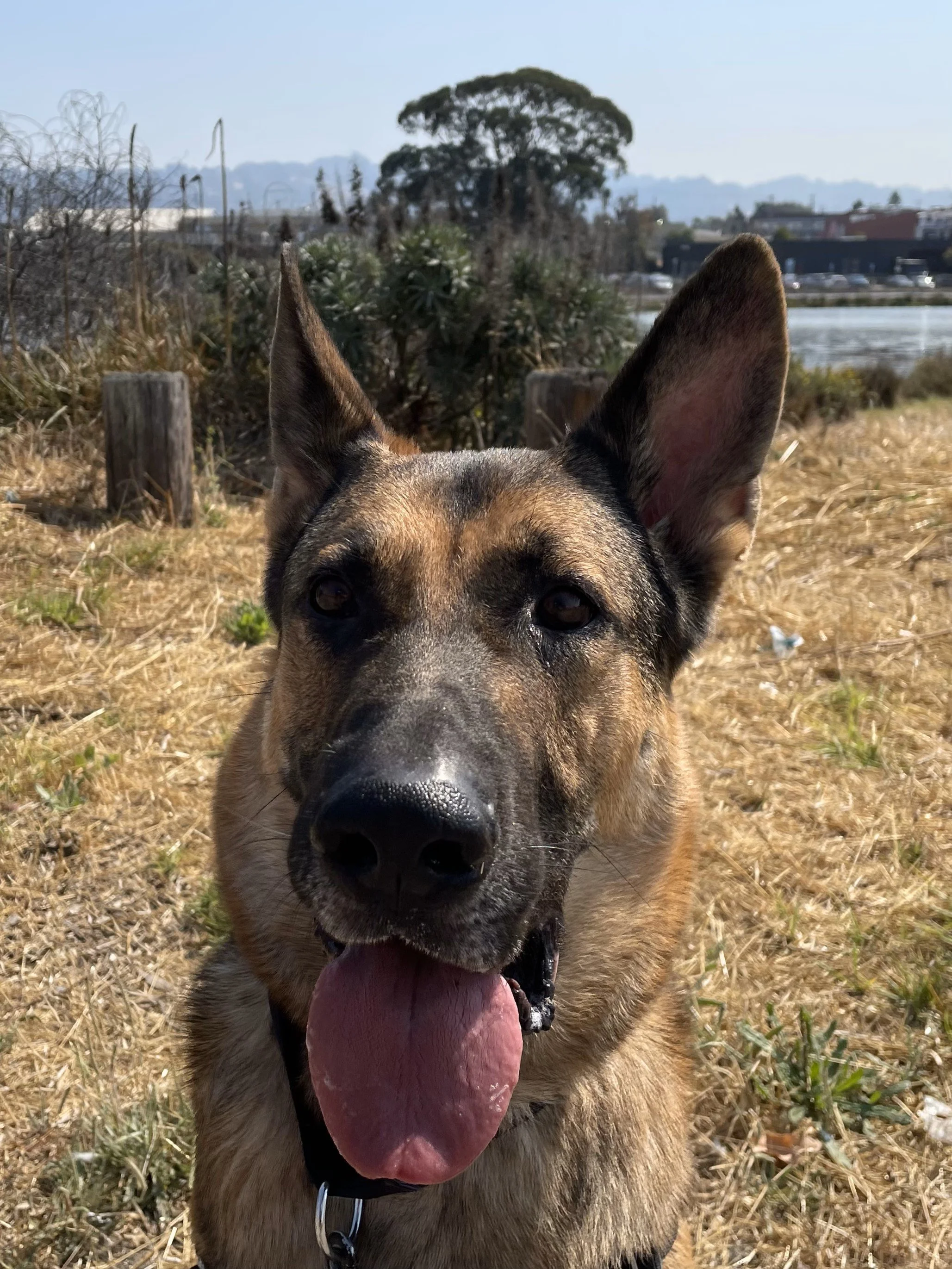 Adoptable Dogs — Friends of Berkeley Animal Care Services (FoBACS)