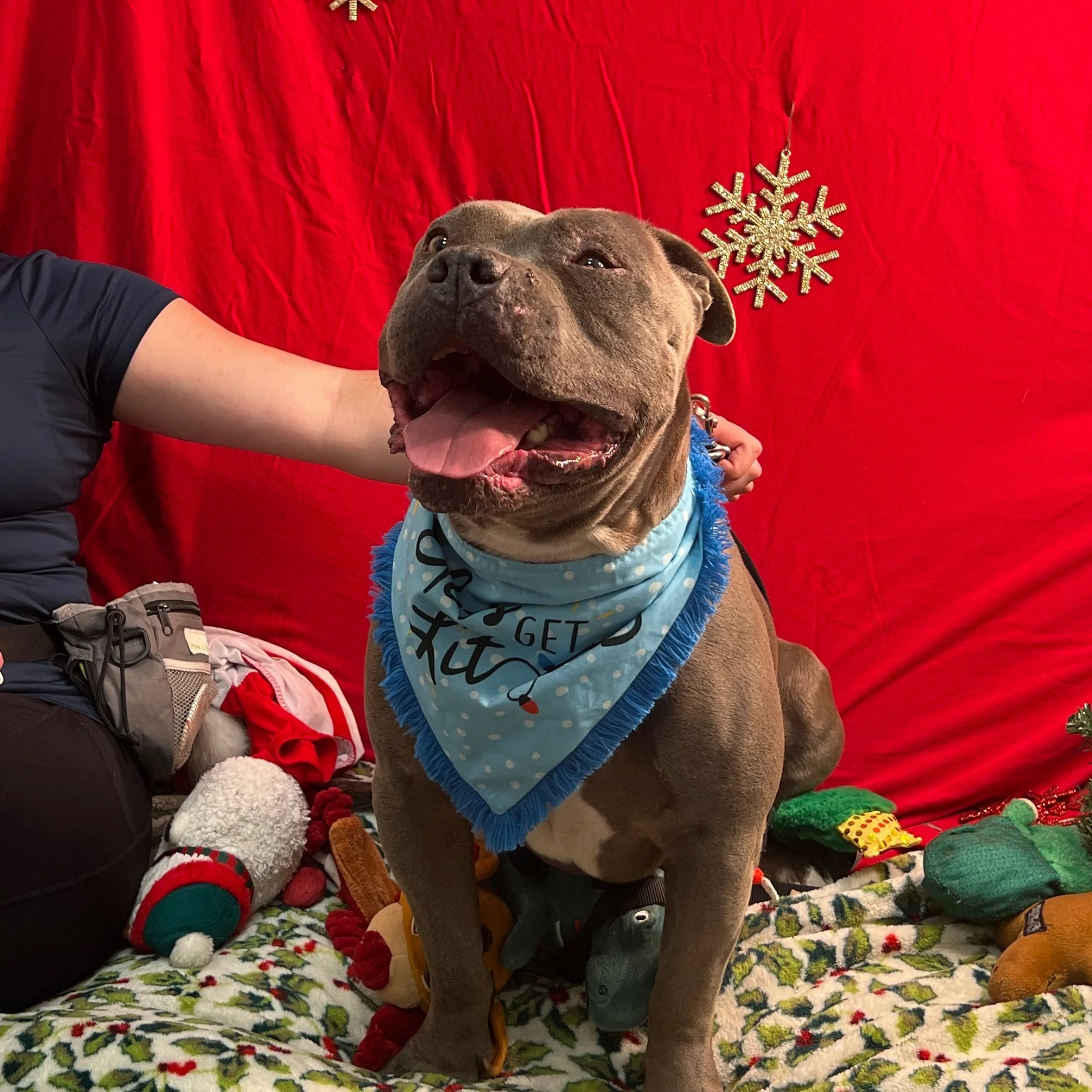 Adoptable Dogs — Friends of Berkeley Animal Care Services (FoBACS)