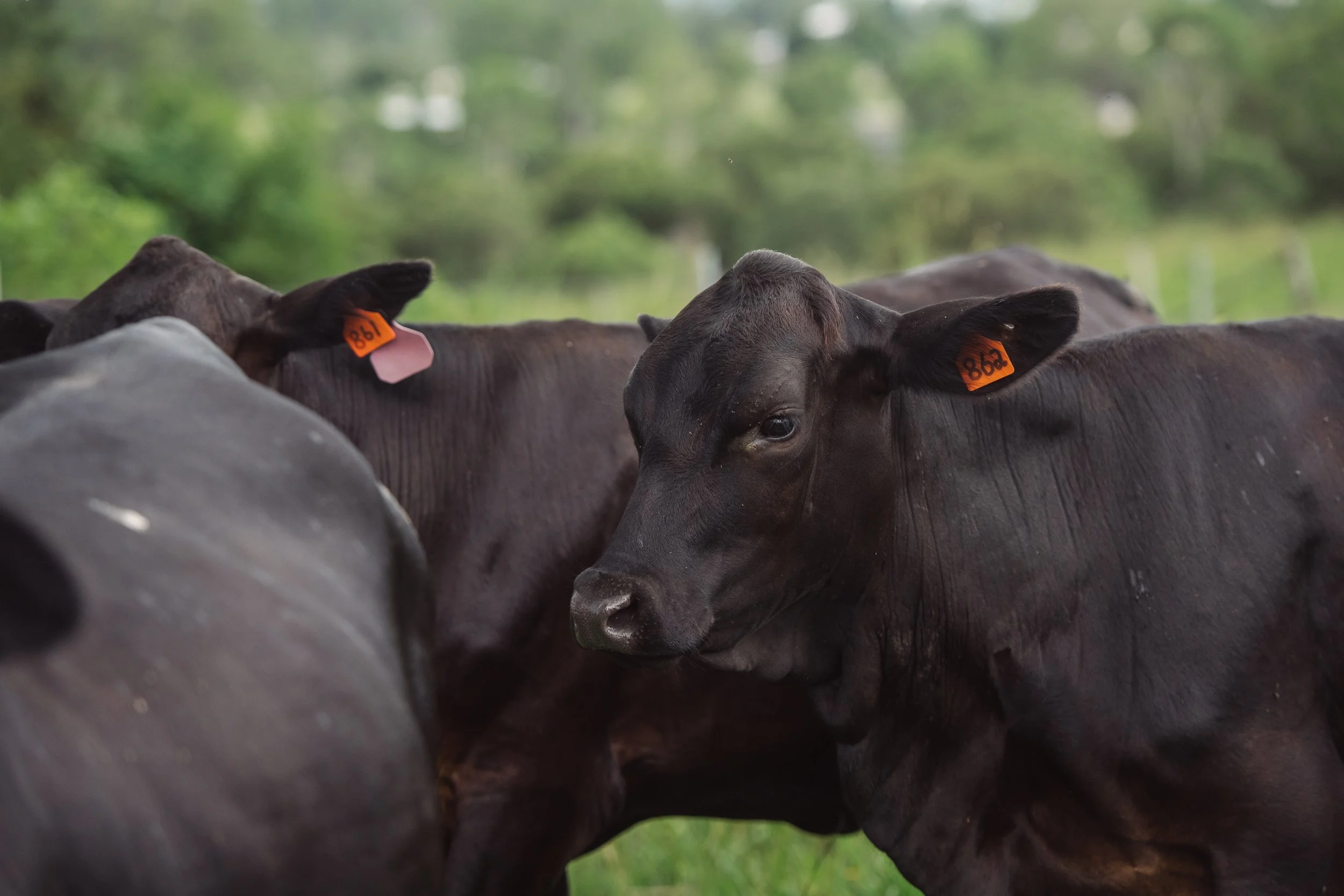 Cattle — Calico Pastoral
