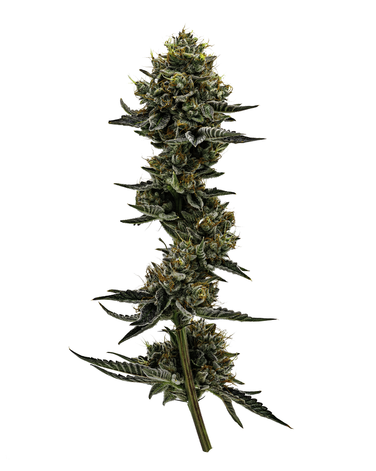 Cannabis — Heartland Farms