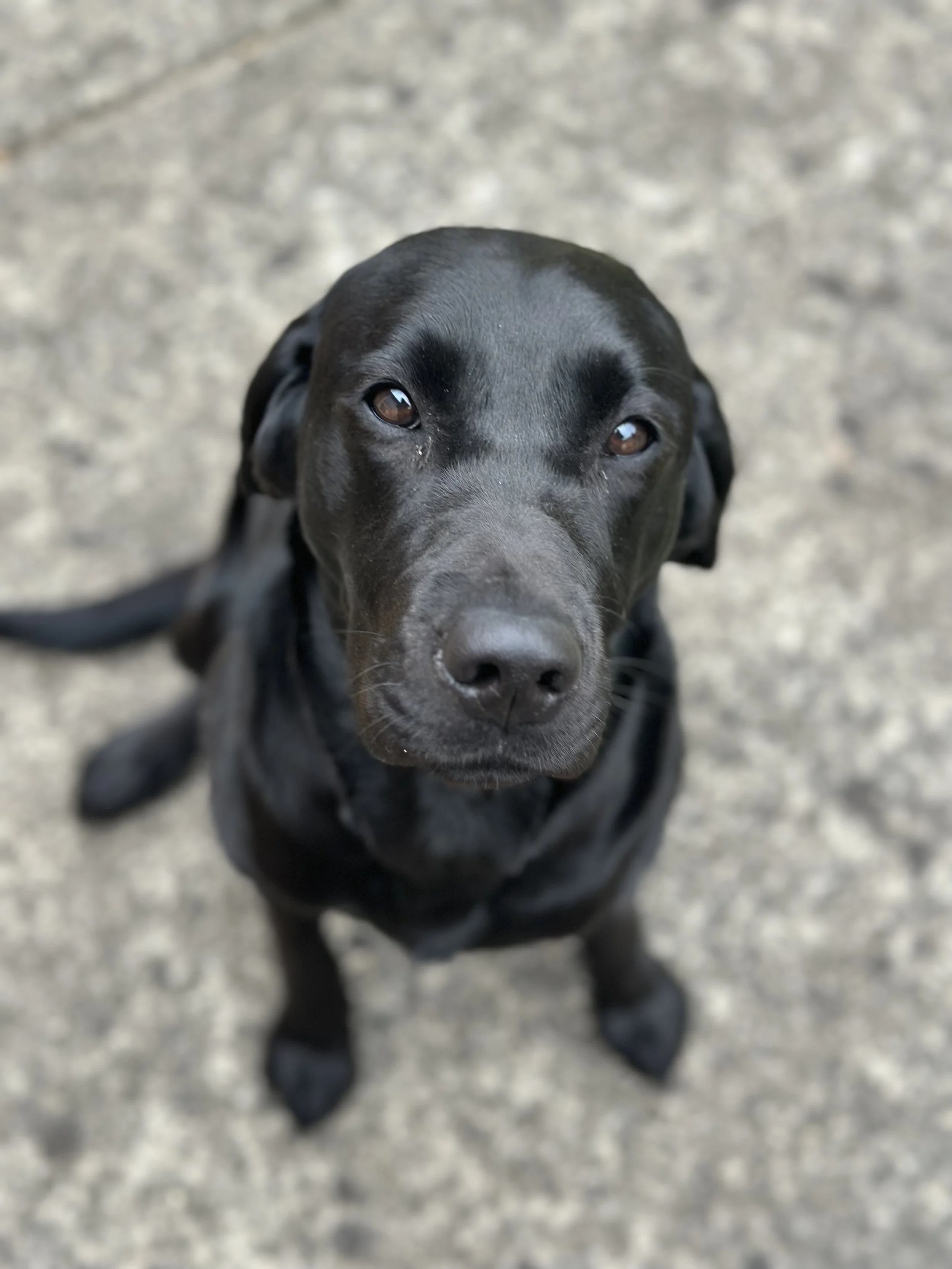 Complete K9 Training