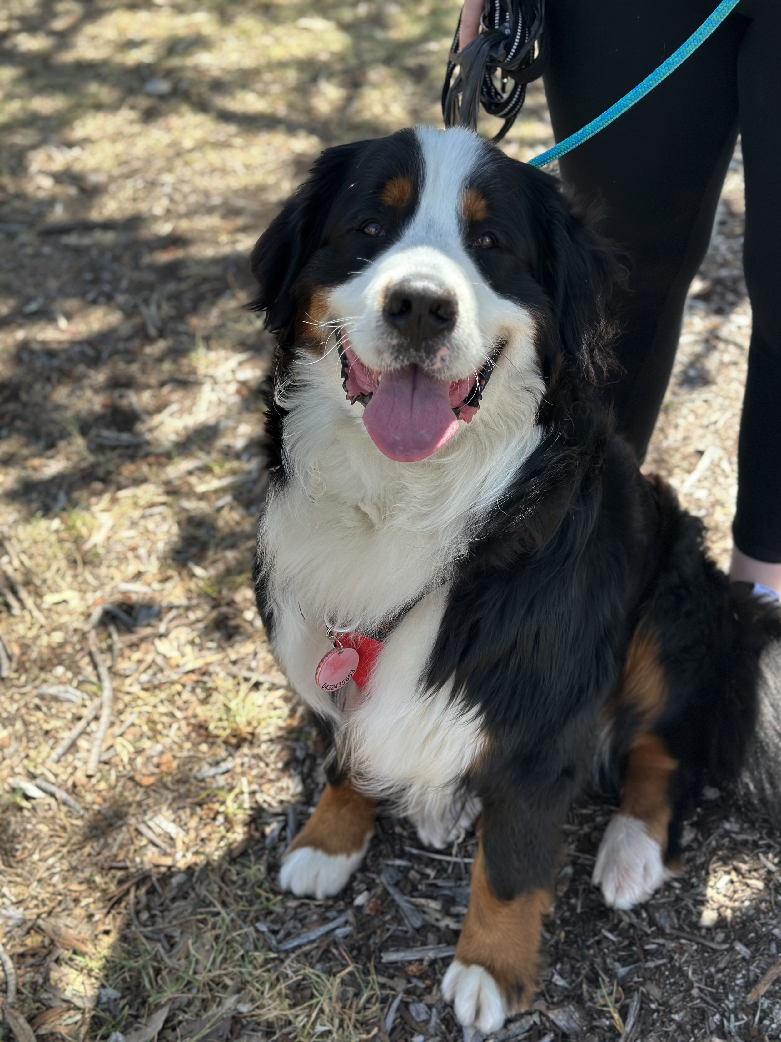 Complete K9 Training