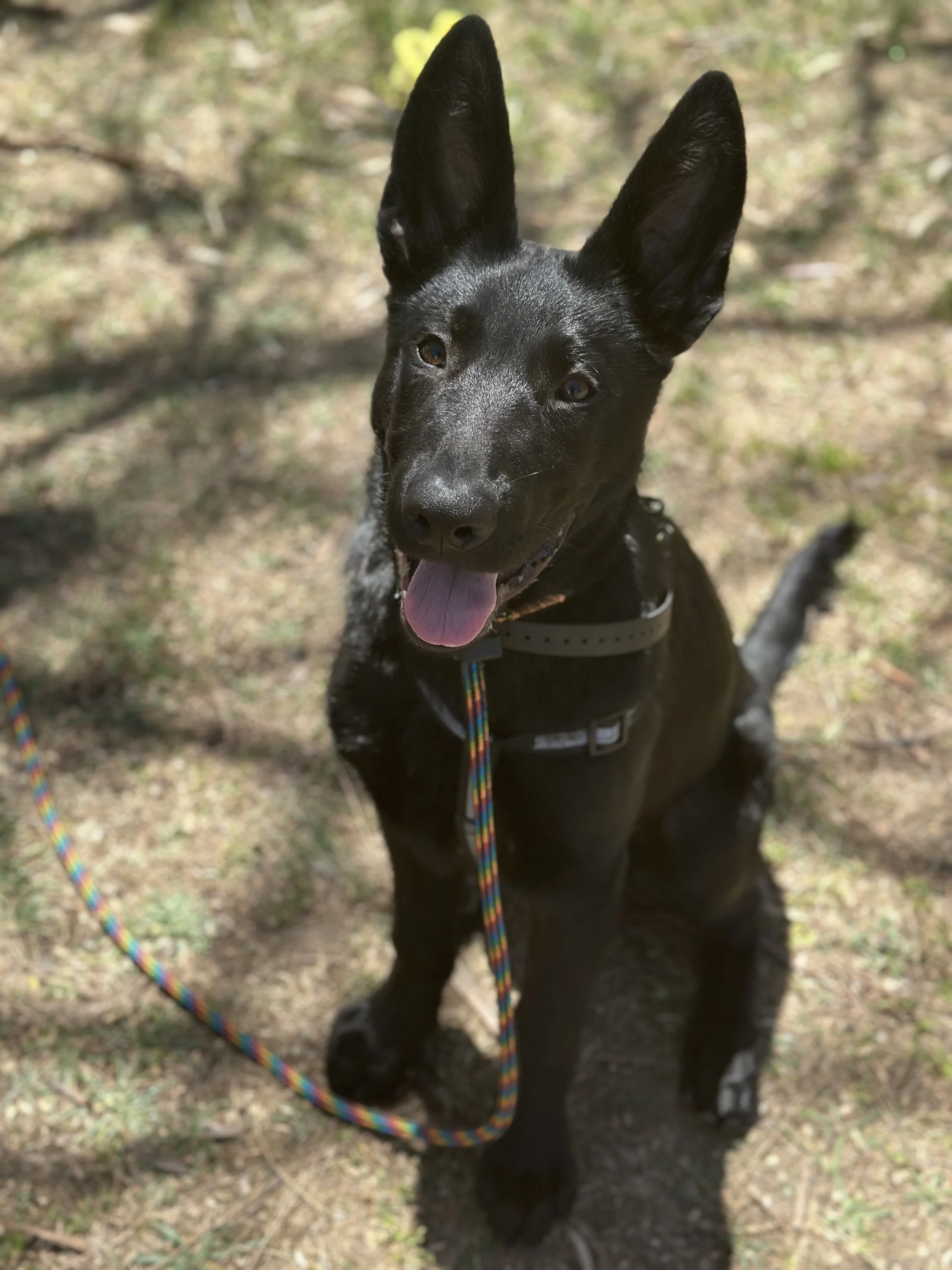 Complete K9 Training