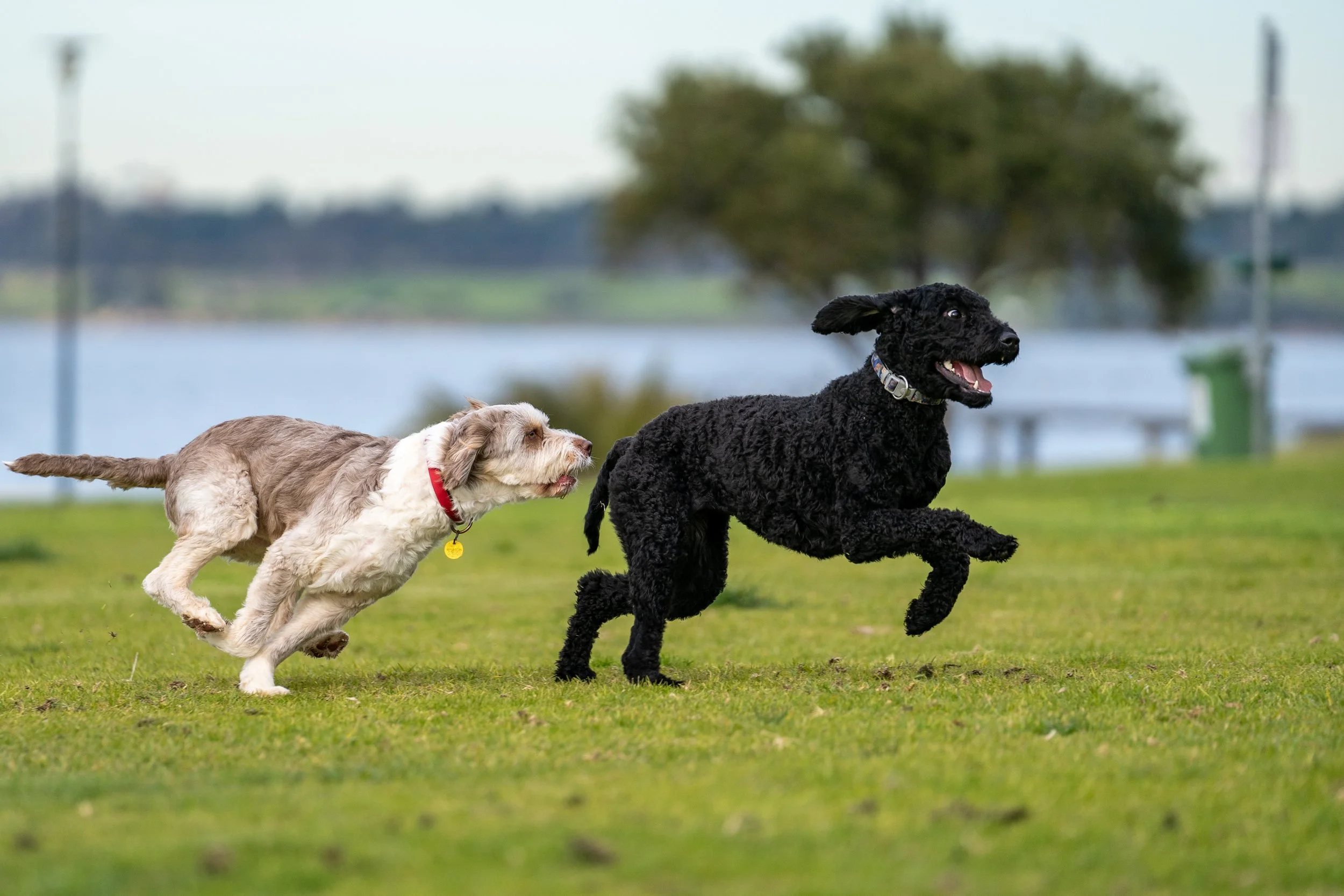 Complete K9 Training