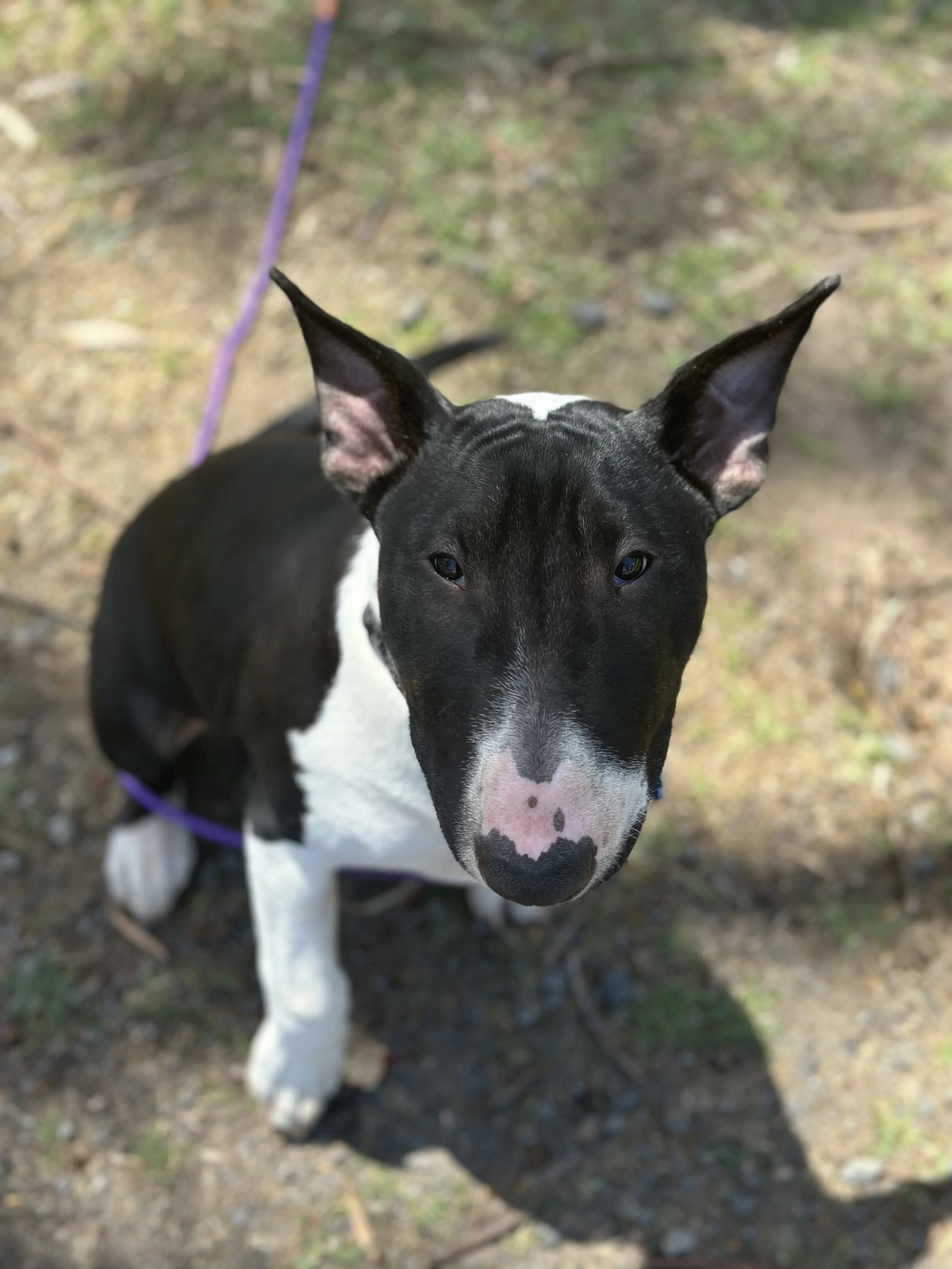 Complete K9 Training