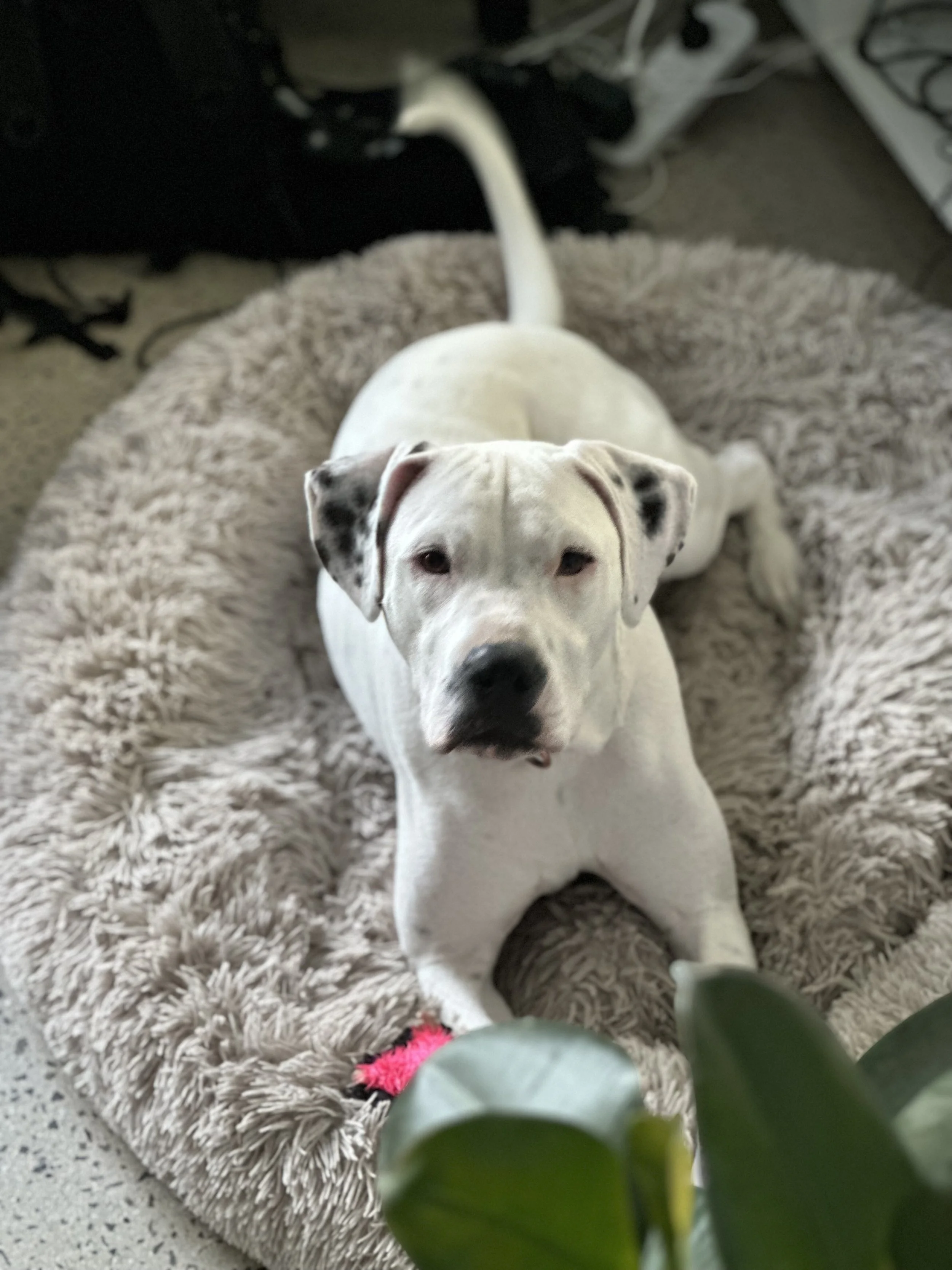 Complete K9 Training