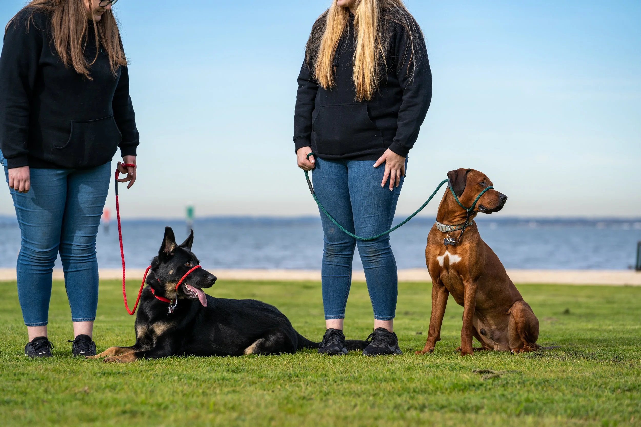 Complete K9 Training