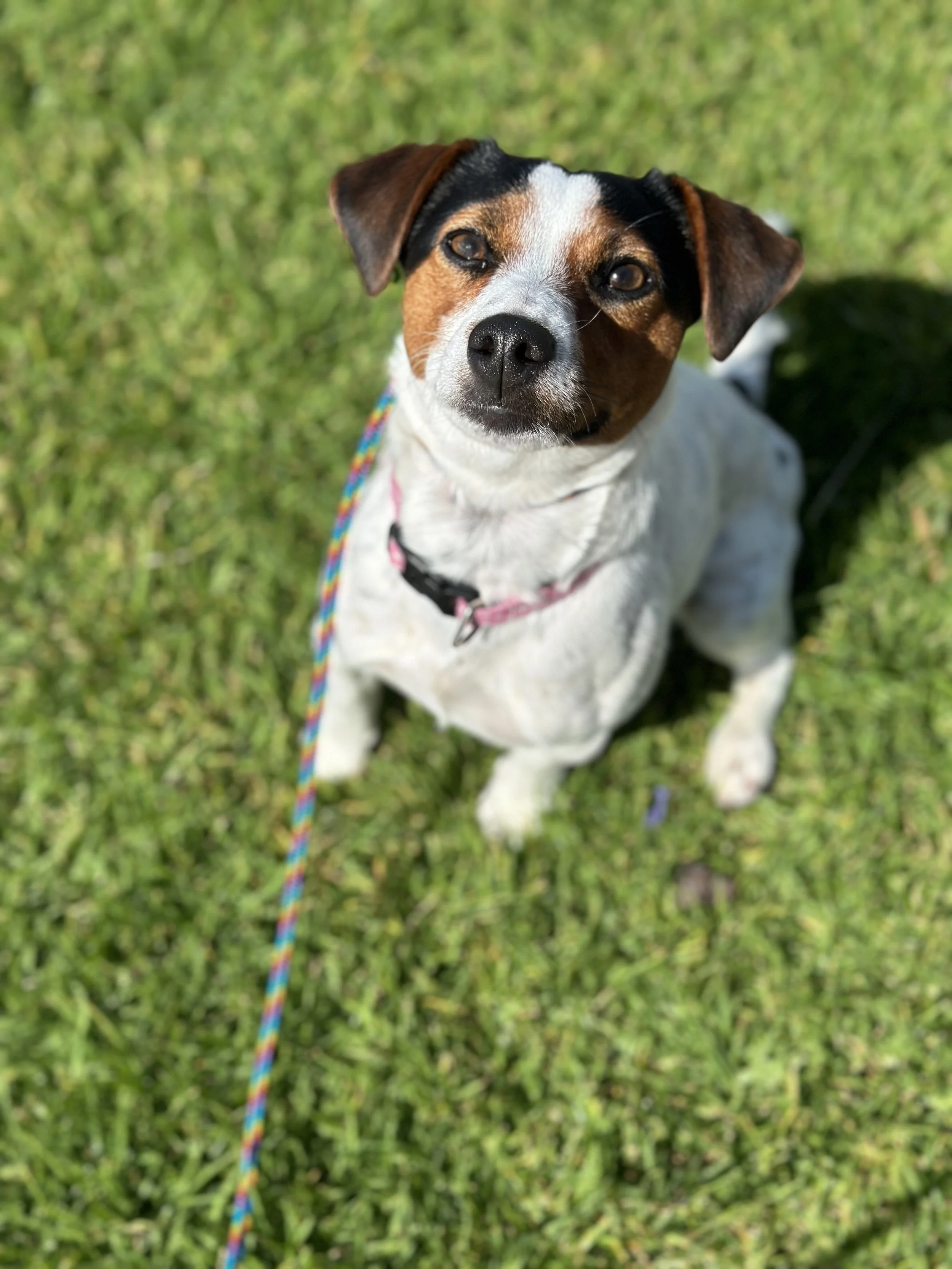 Complete K9 Training