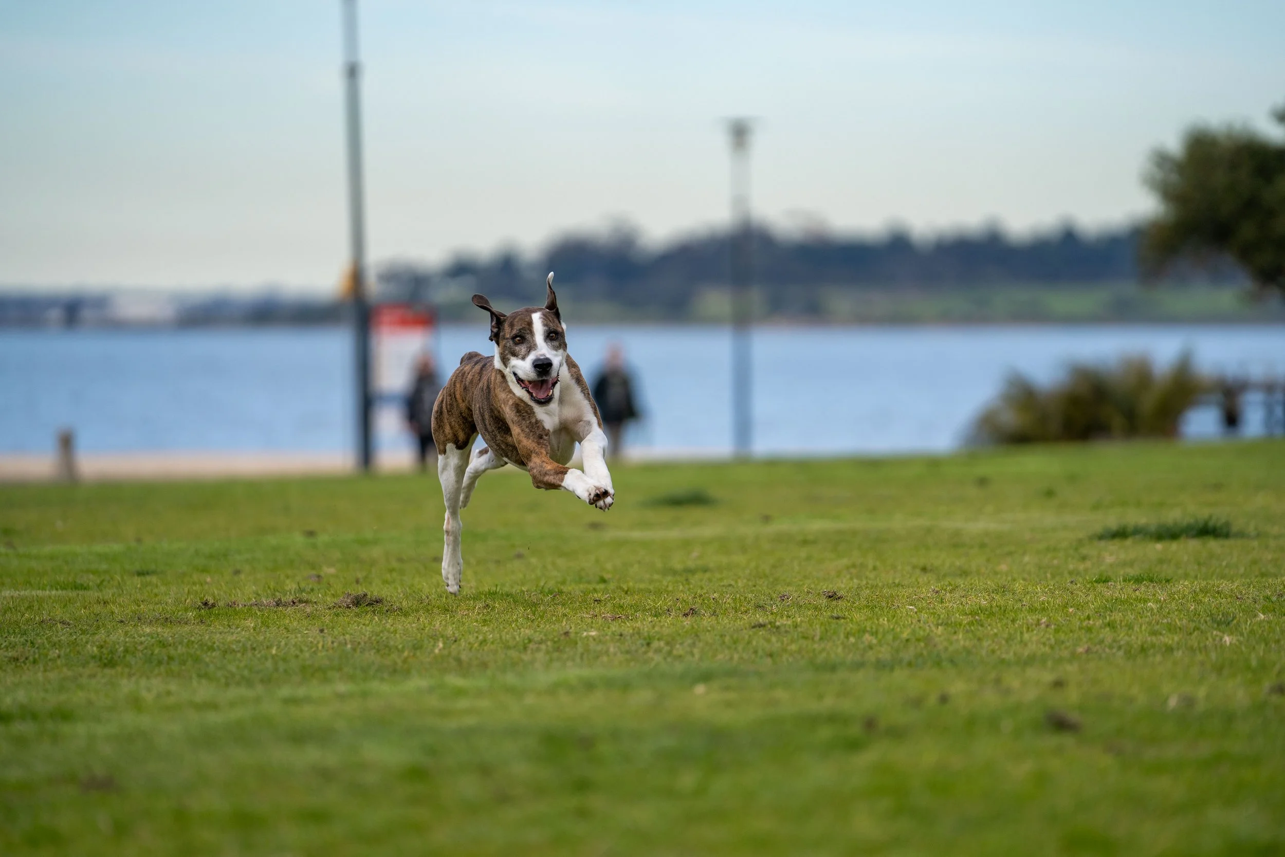 Complete K9 Training