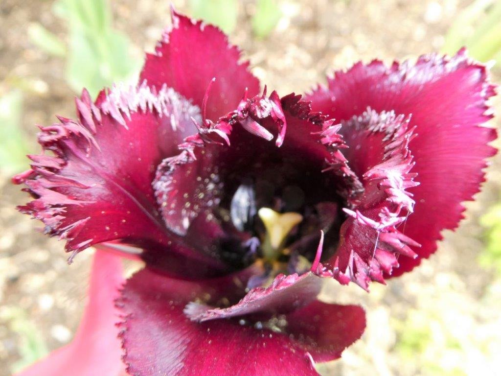 CHRONIQUE BOTANIQUE N°54 UNE MOSAÏQUE DE TULIPES AU JARDIN « FRANÇAIS ...