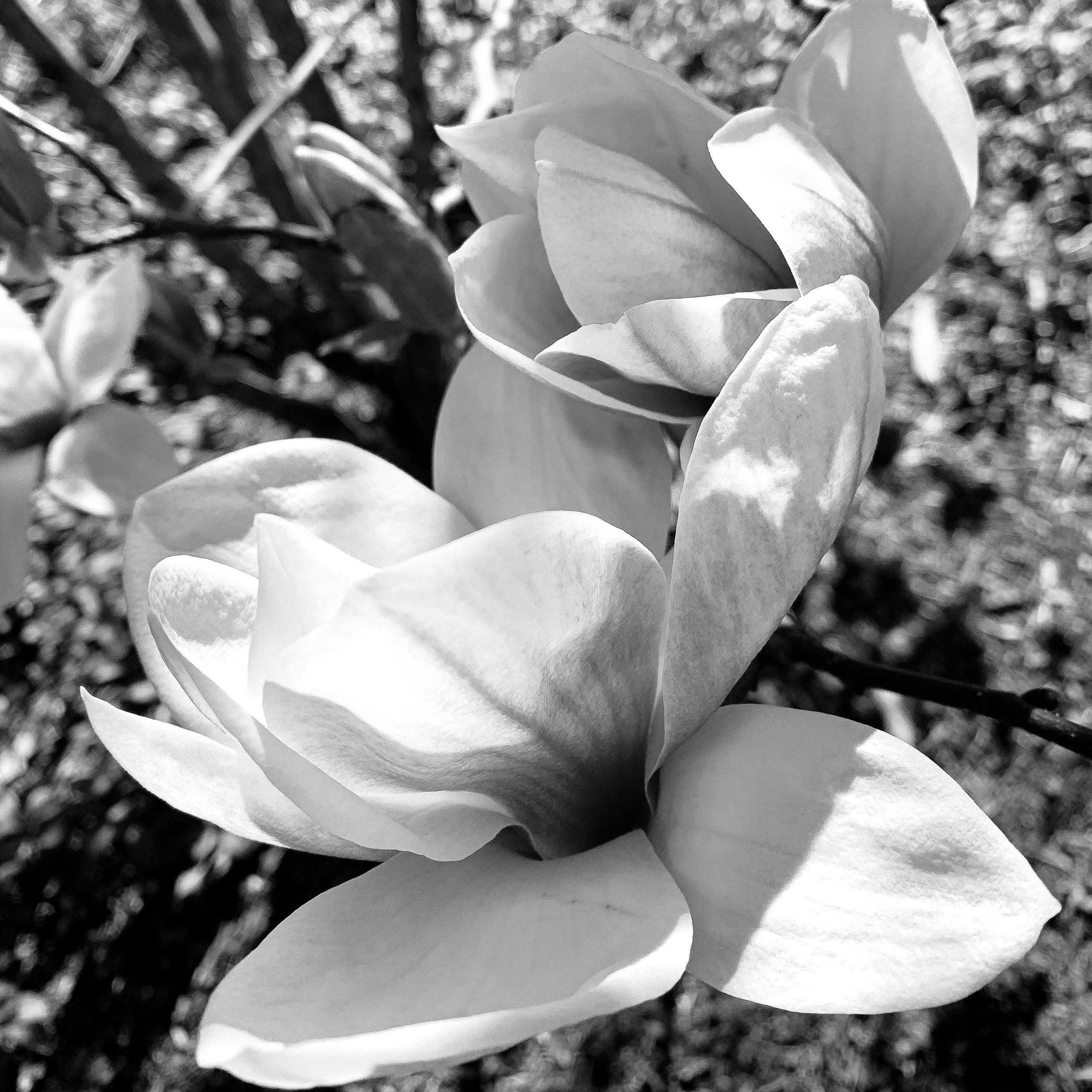 Gallery — SHARON STEINBACH