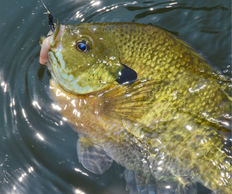 Hamlin Lake Guide Service