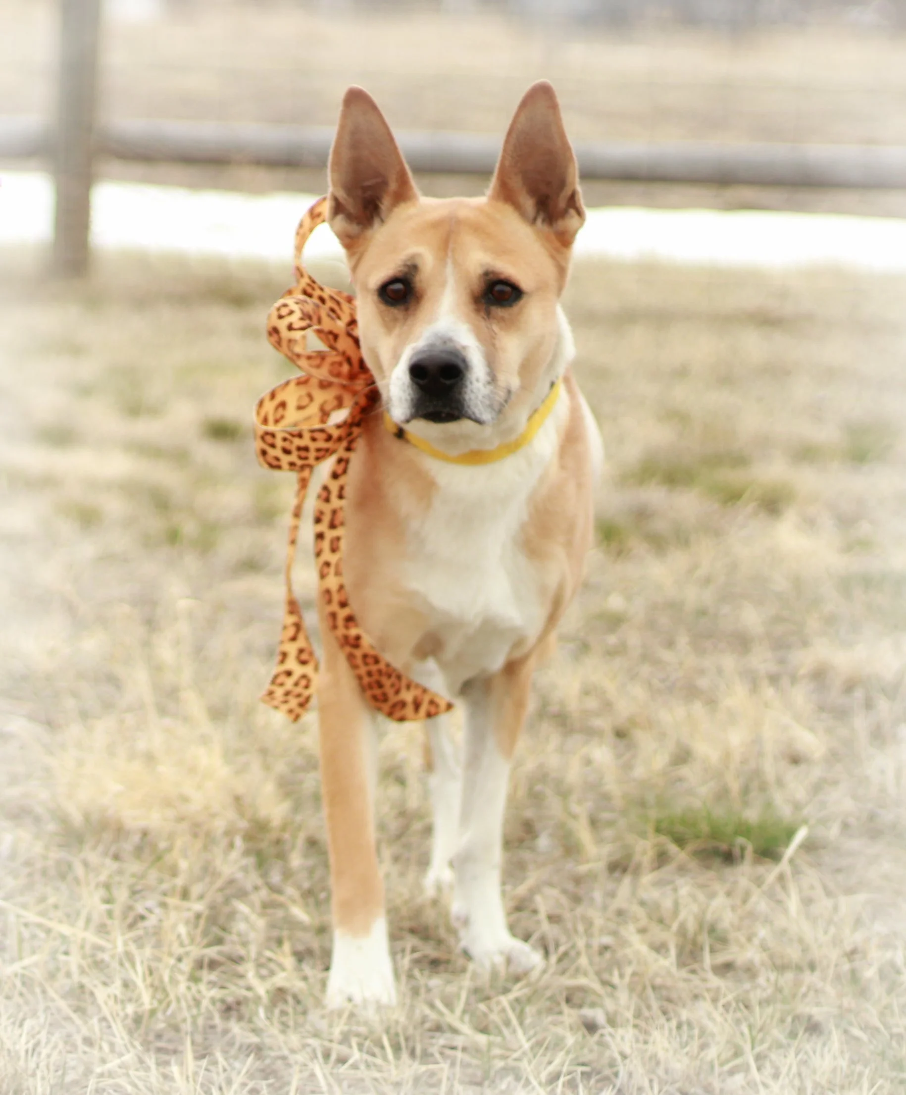 Business Partnerships — Cheyenne Animal Shelter