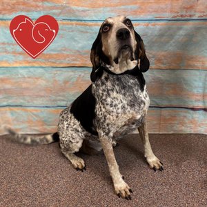 Cheyenne Animal Shelter