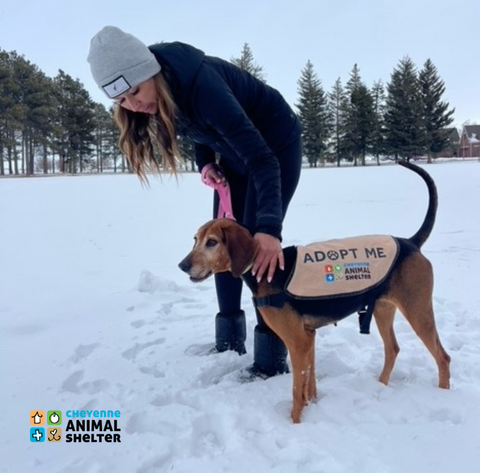 An Inside Look at our Volunteer Program — Cheyenne Animal Shelter