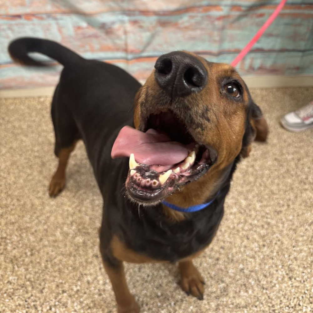 Cheyenne Animal Shelter