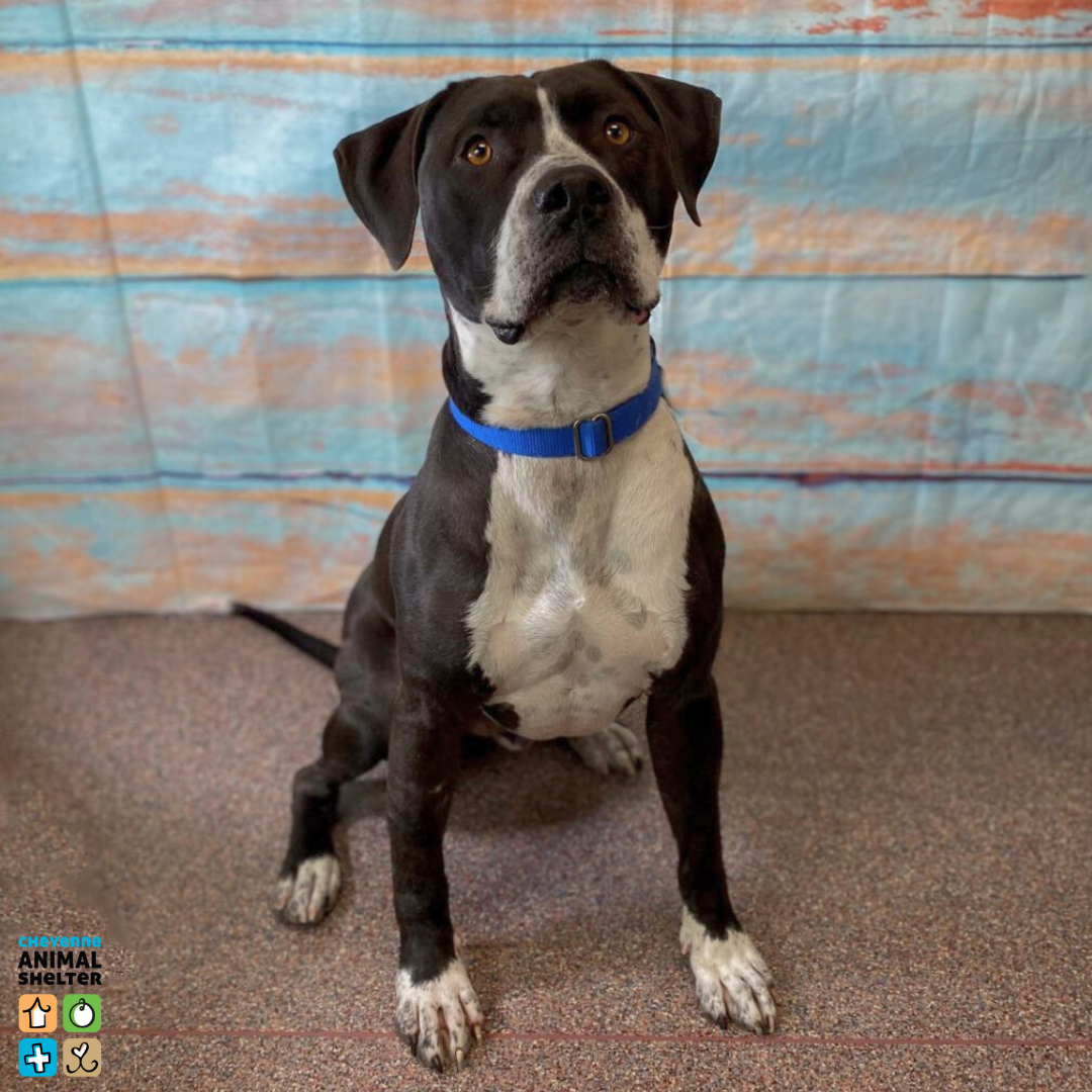 Collaboration in Action — Cheyenne Animal Shelter