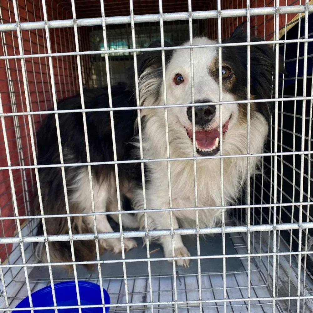 Revisiting Chewy! — Cheyenne Animal Shelter