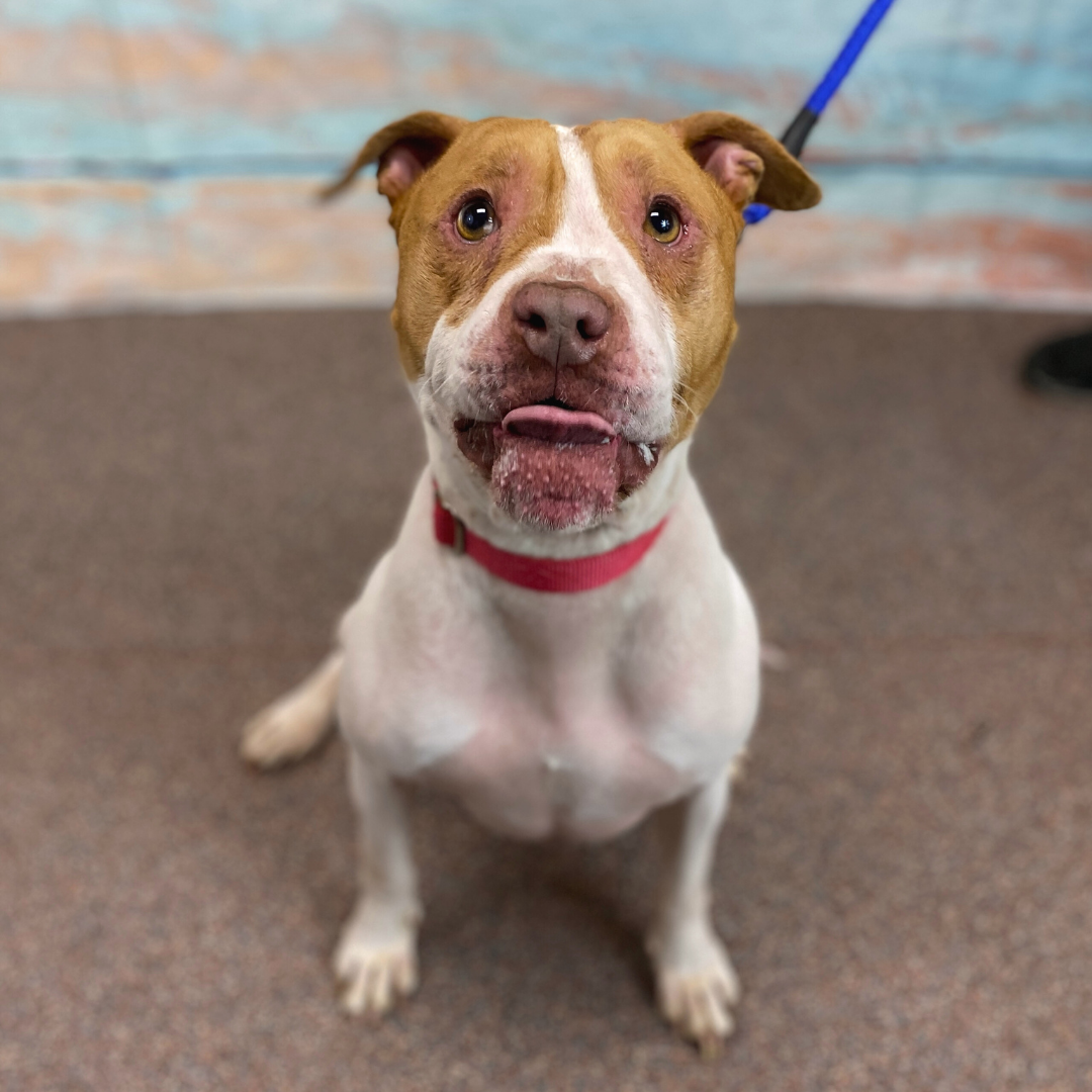 Cheyenne Animal Shelter