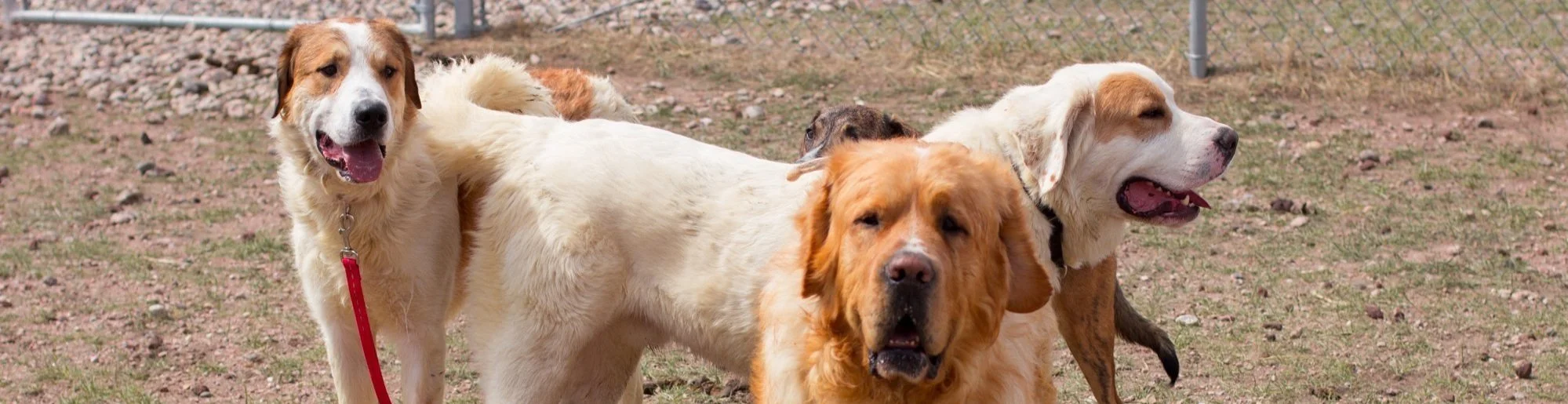 Cheyenne Animal Shelter Foundation — Cheyenne Animal Shelter