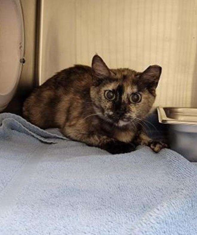 What is the Community Cat Program? — Cheyenne Animal Shelter