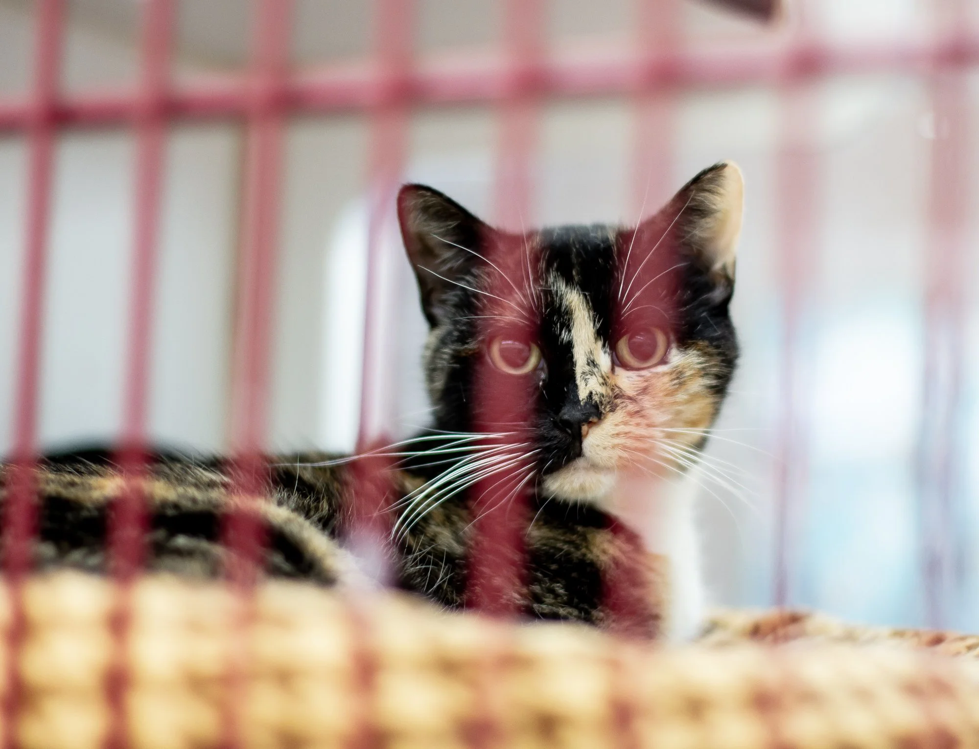 Adoptable Cats — Cheyenne Animal Shelter