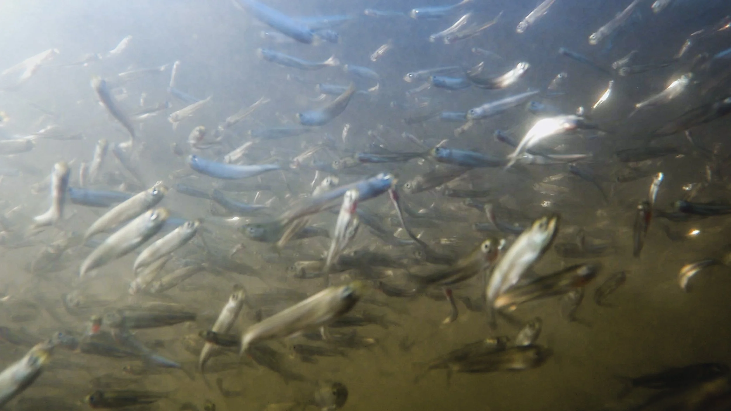 Gulf of Maine River Herring Network