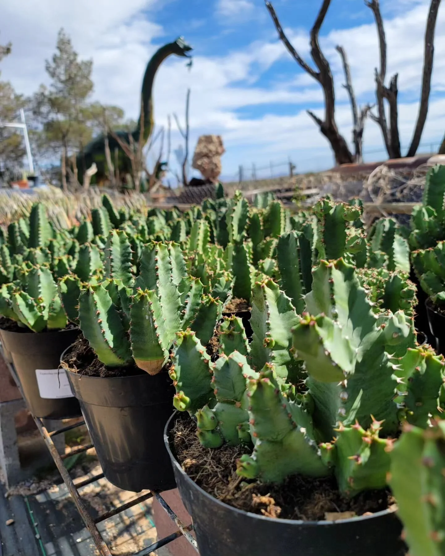 Visit Us — Cactus Joe's Desert Garden & Nursery Las Vegas