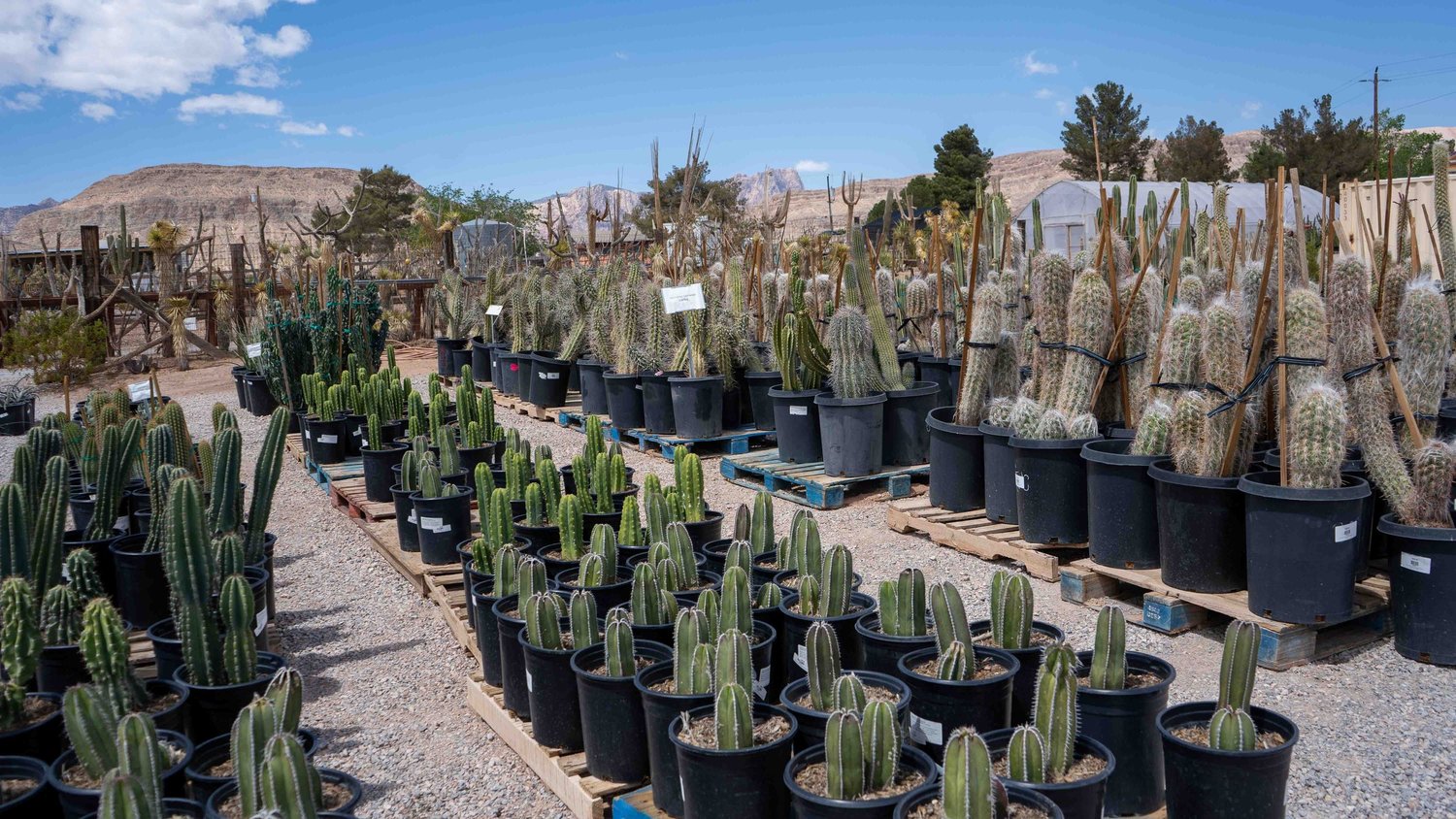 Cactus Joe's Blue Diamond Nursery